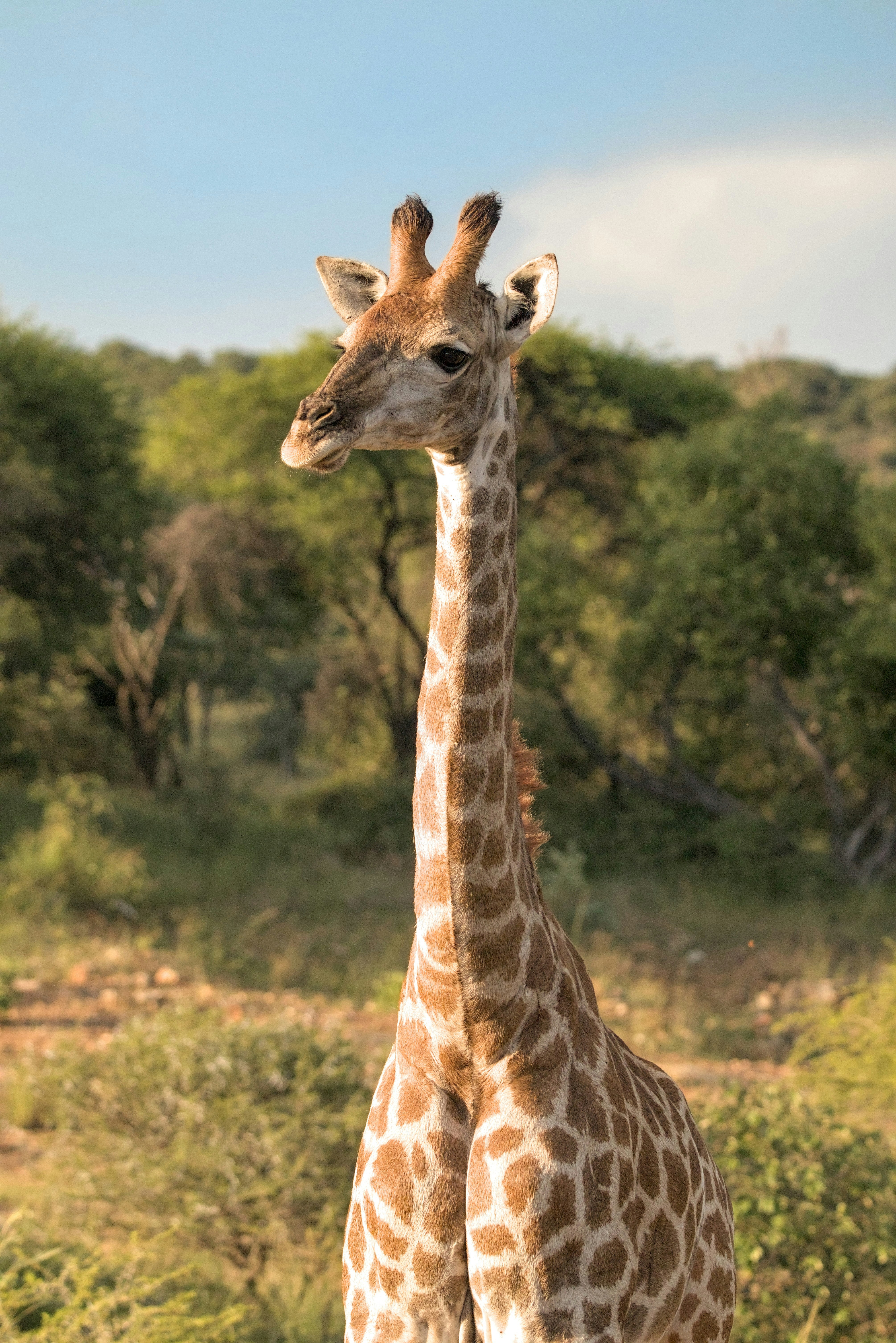 Una pareja de jirafas de pie una al lado de la otra foto – Imagen de ...