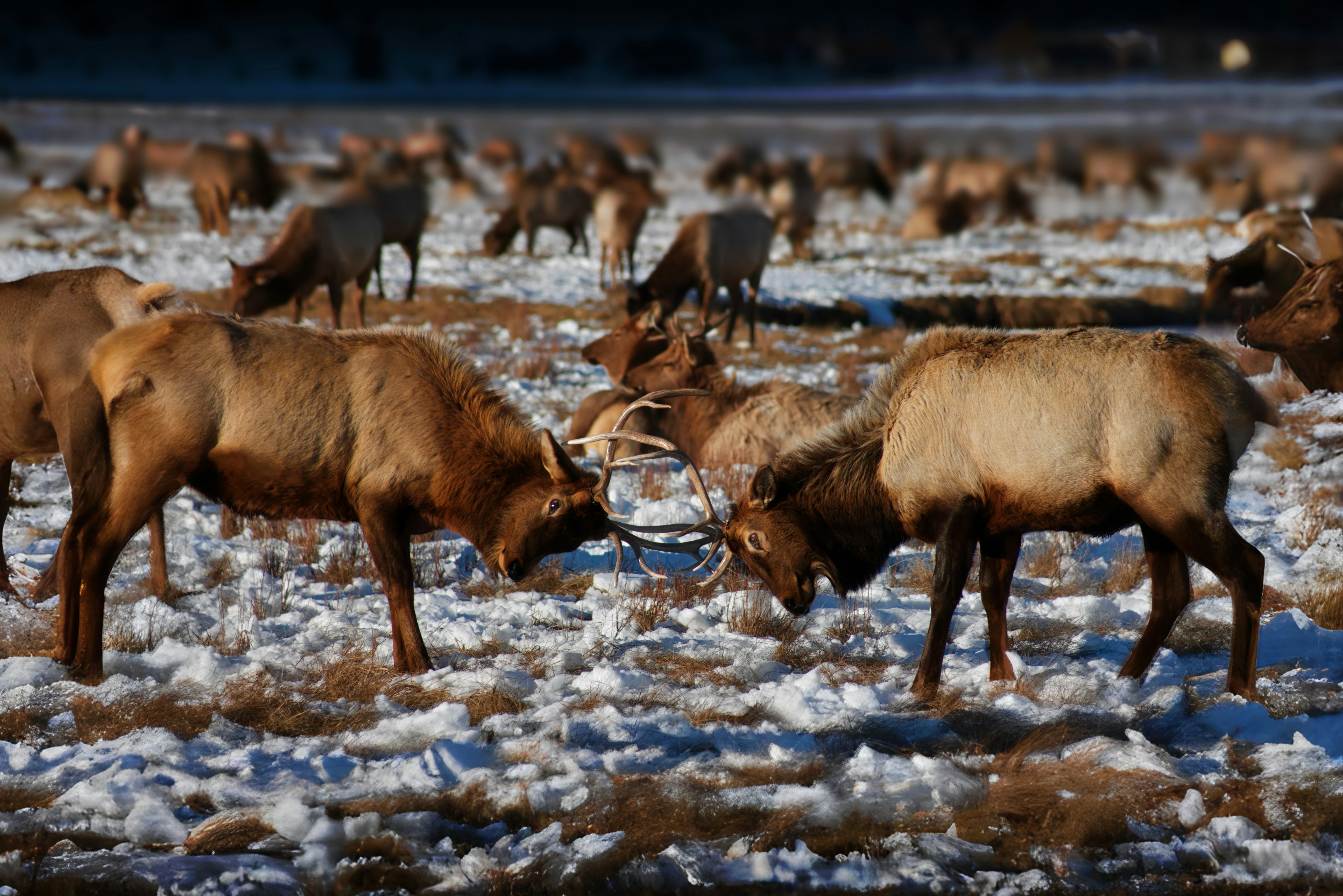 A herd of elk standing on top of a snow covered field photo – Free ...