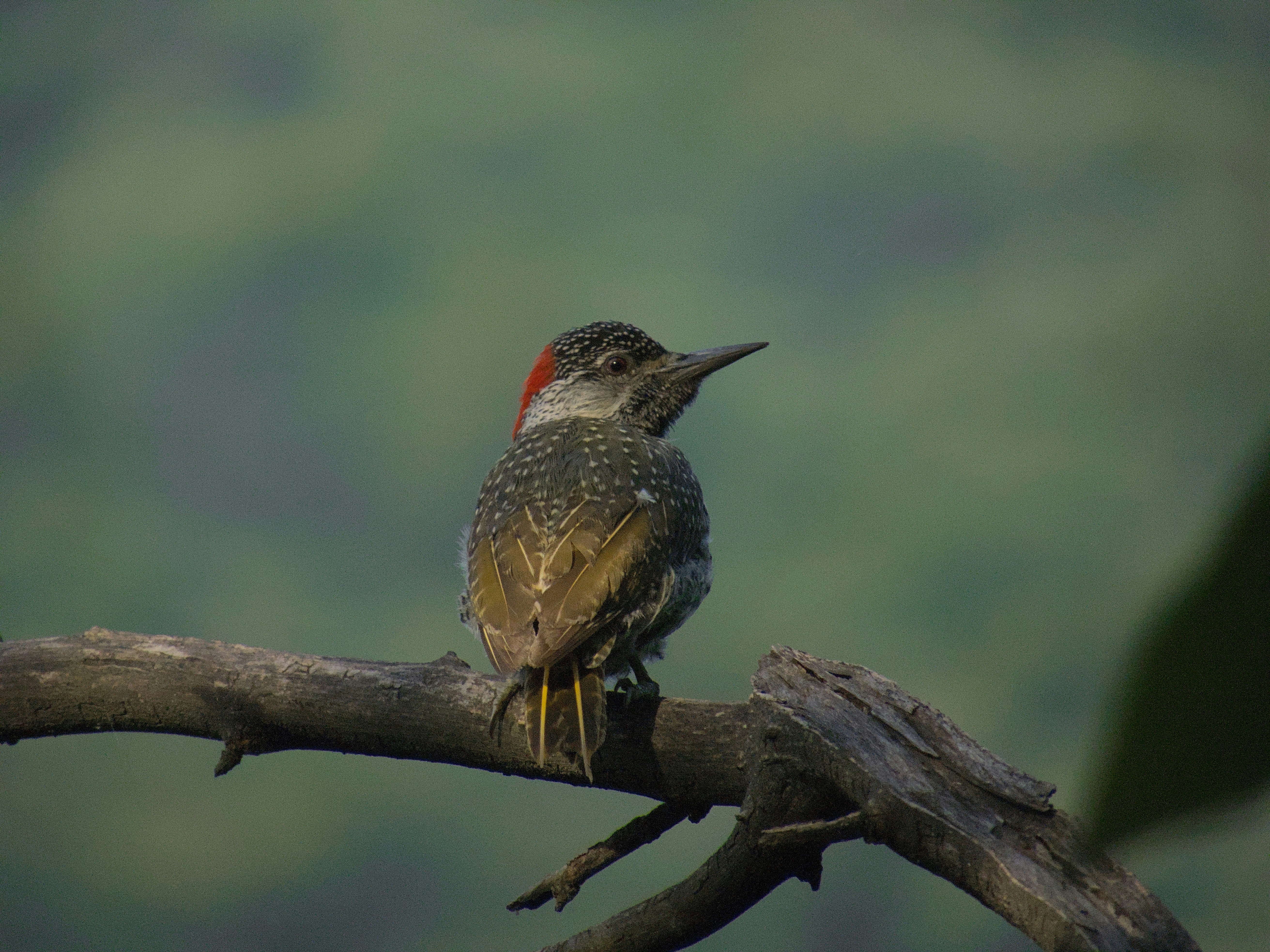 A speckled bird with a red crown perched on a weathered branch against a softly blurred green backdrop.
