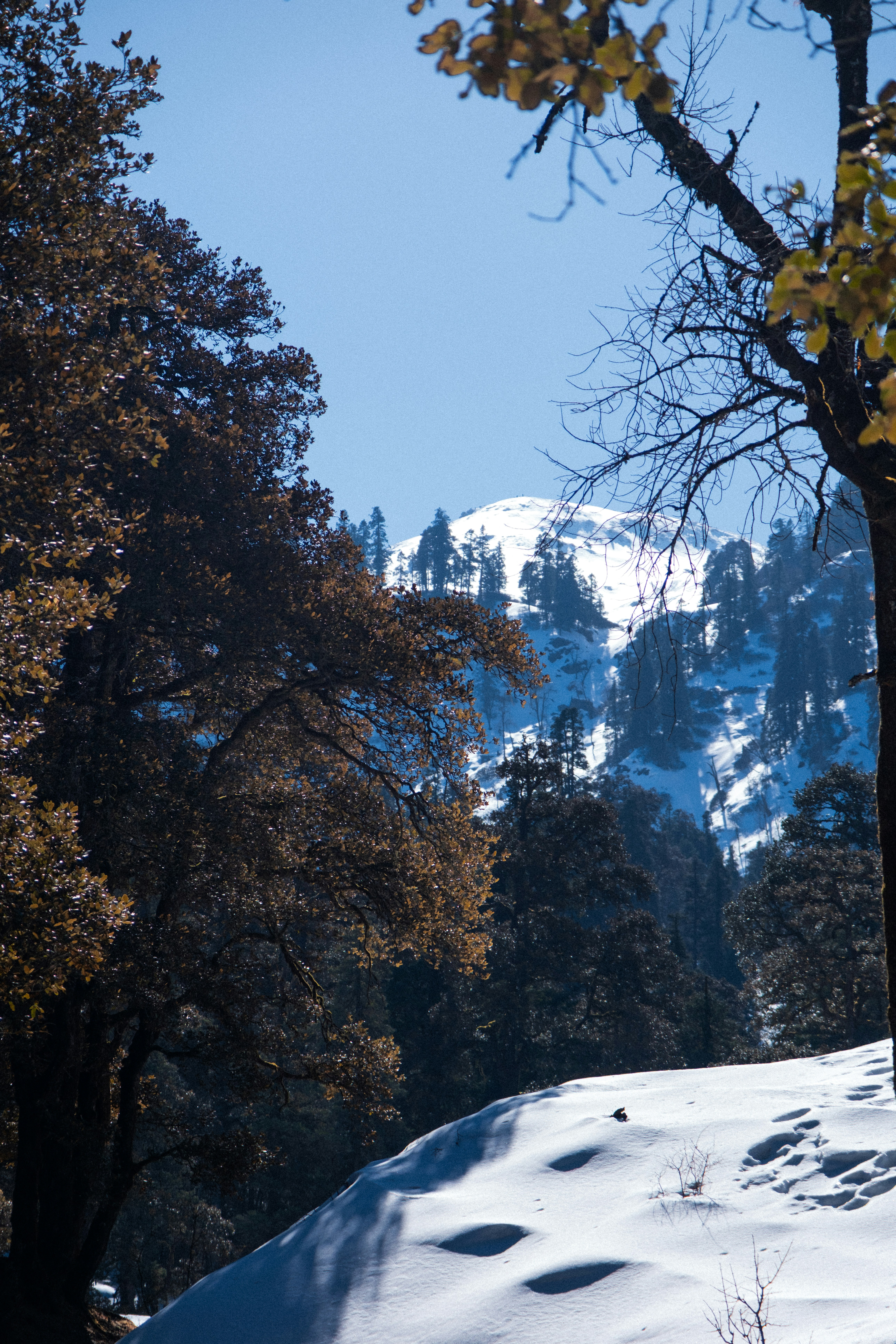 Snow-Crowned Ridge Framed by Conifer Canopies