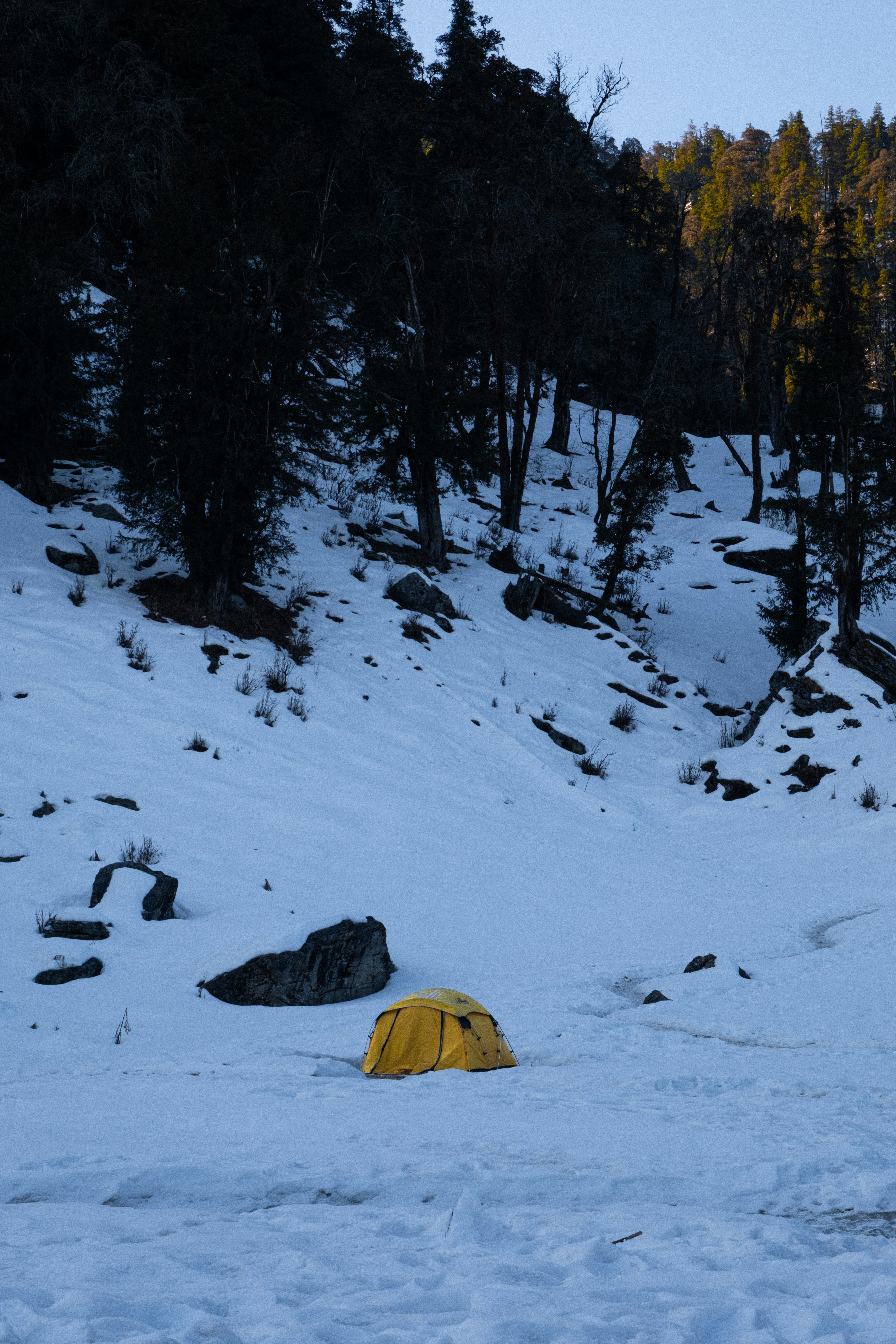 Lone Yellow Tent on a Snowbound Slope Beneath a Pine Ridge at Dusk