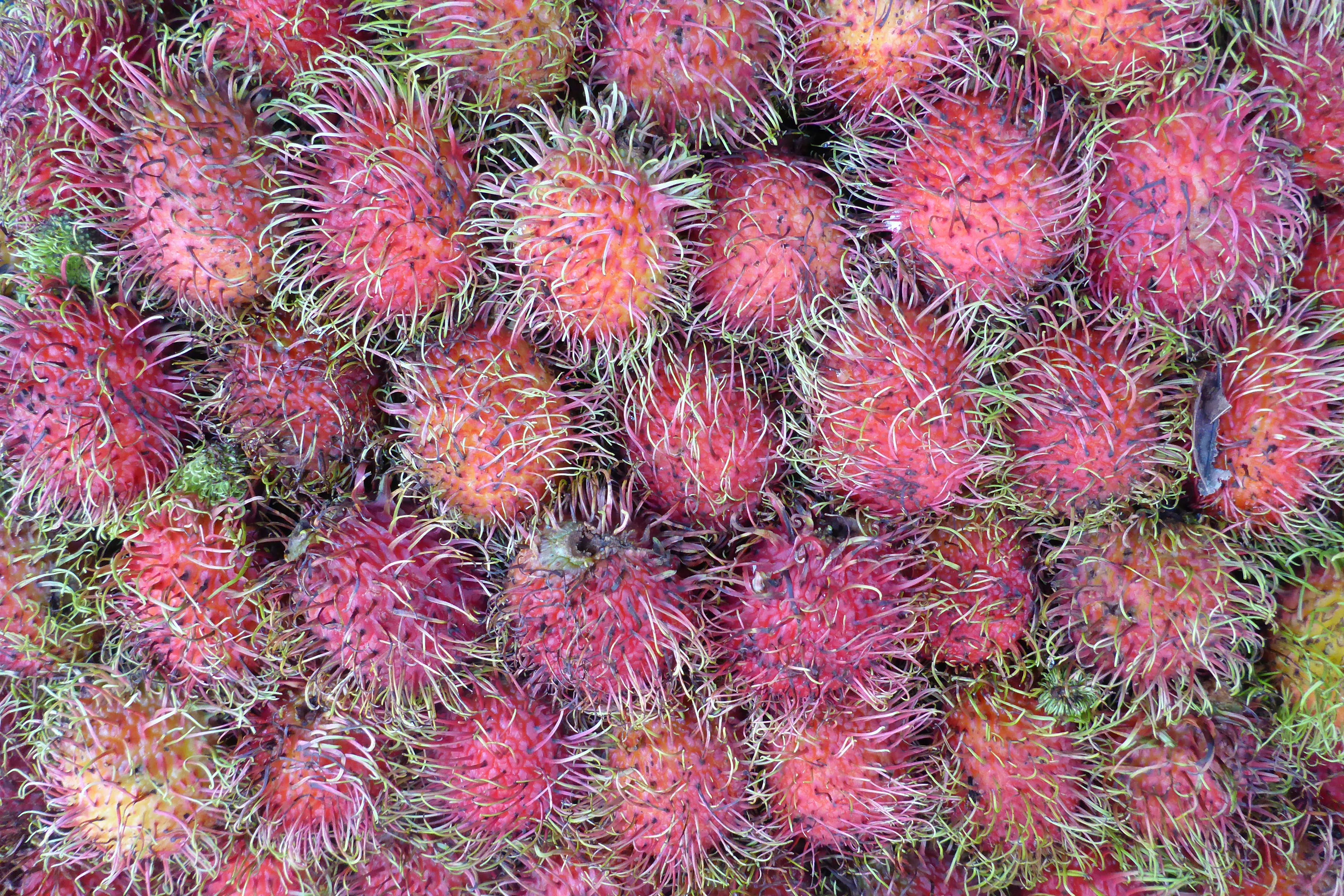 Tangled Beauty of Rambutan Clusters