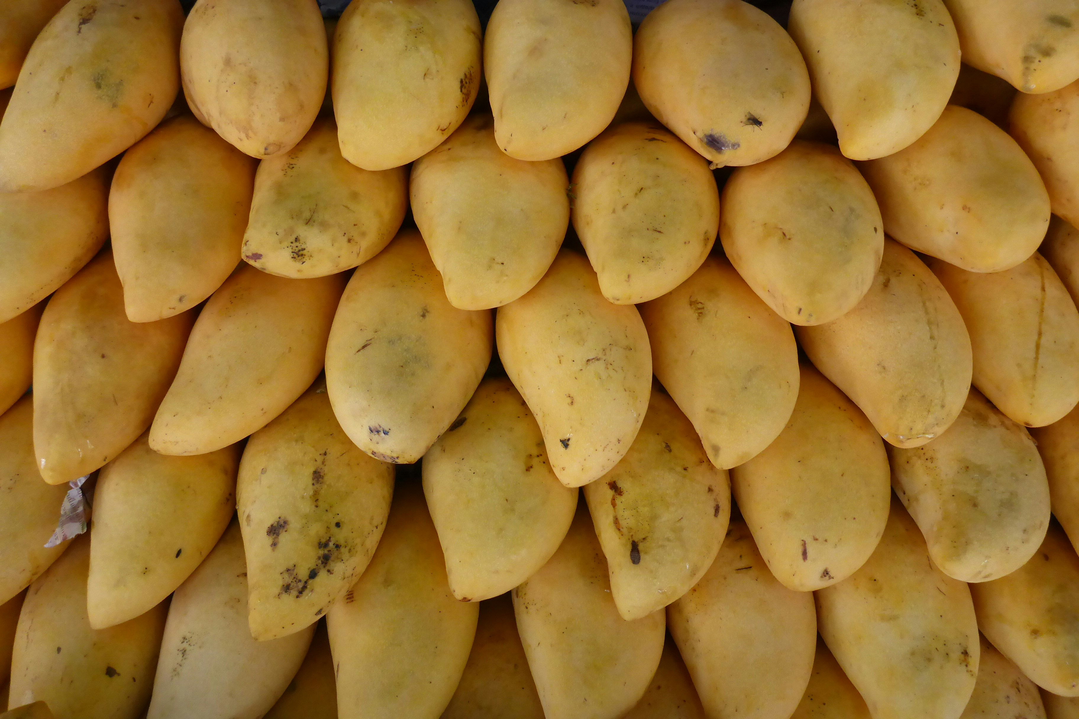 Sun-Warmed Mango Stack: A Portrait in Golden Cushions