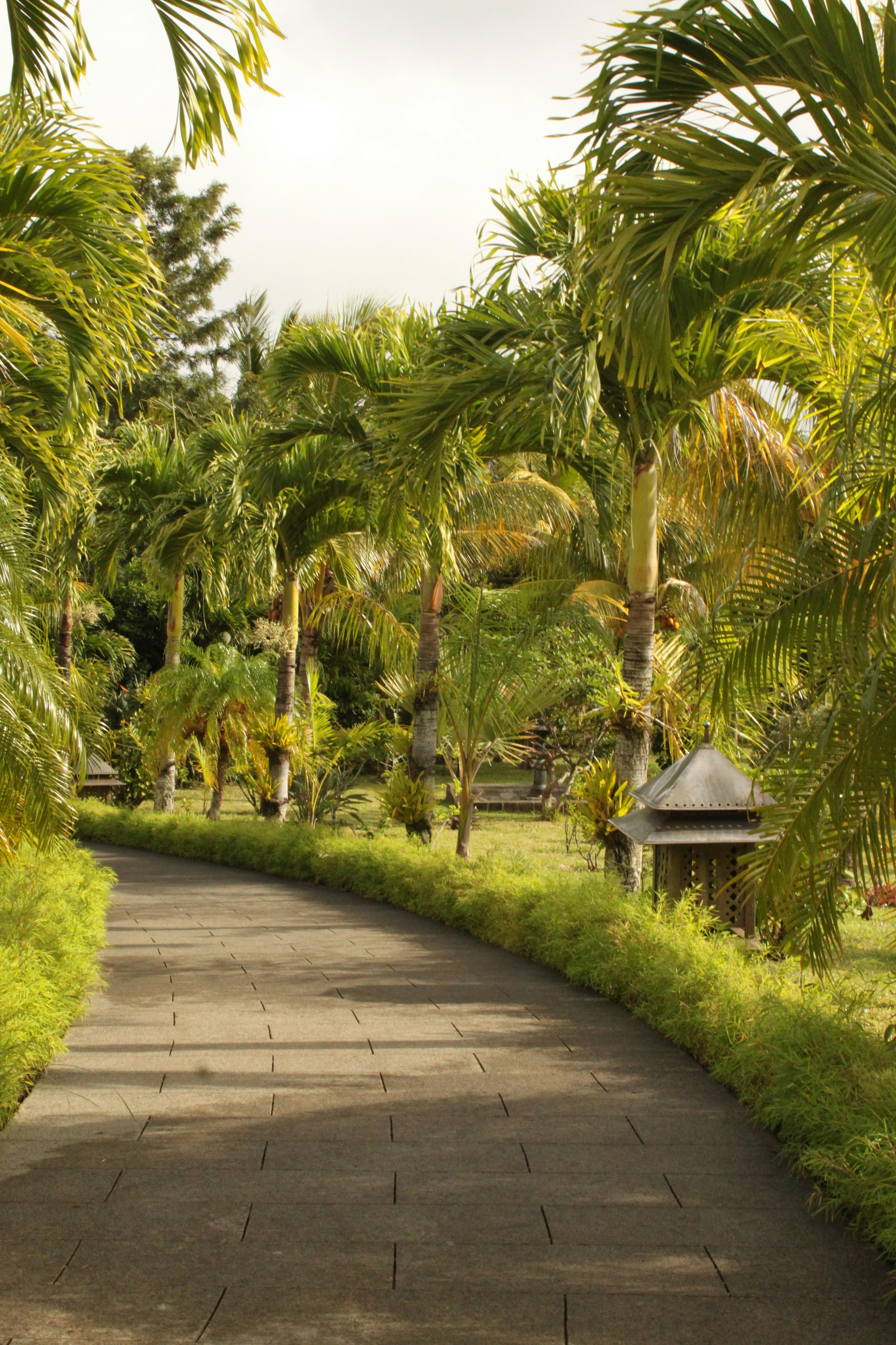 Stone pathway winding through a vibrant array of palm trees in a tropical distillery setting.