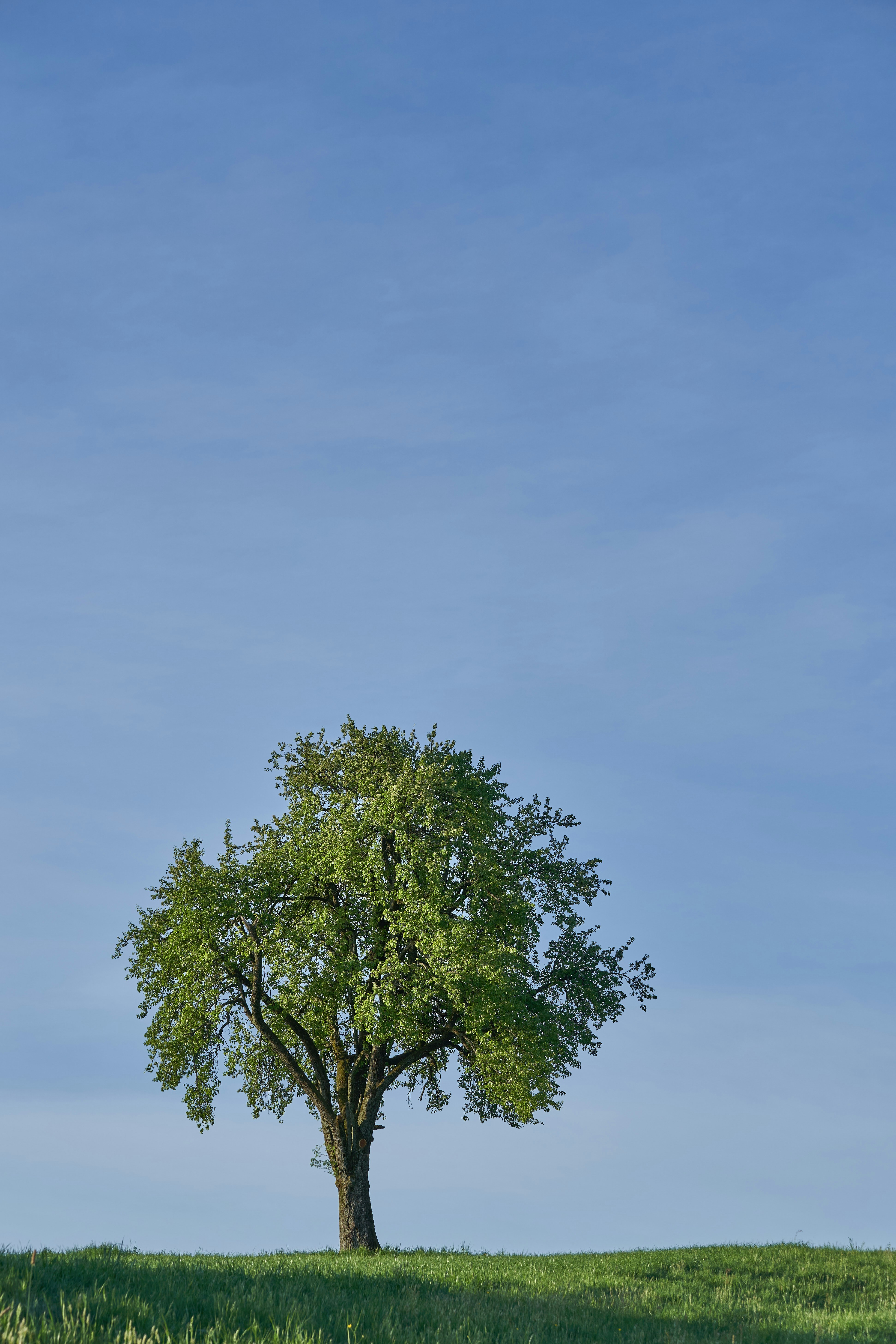 A lone tree on a grassy hill under a blue sky photo – Free Single tree ...