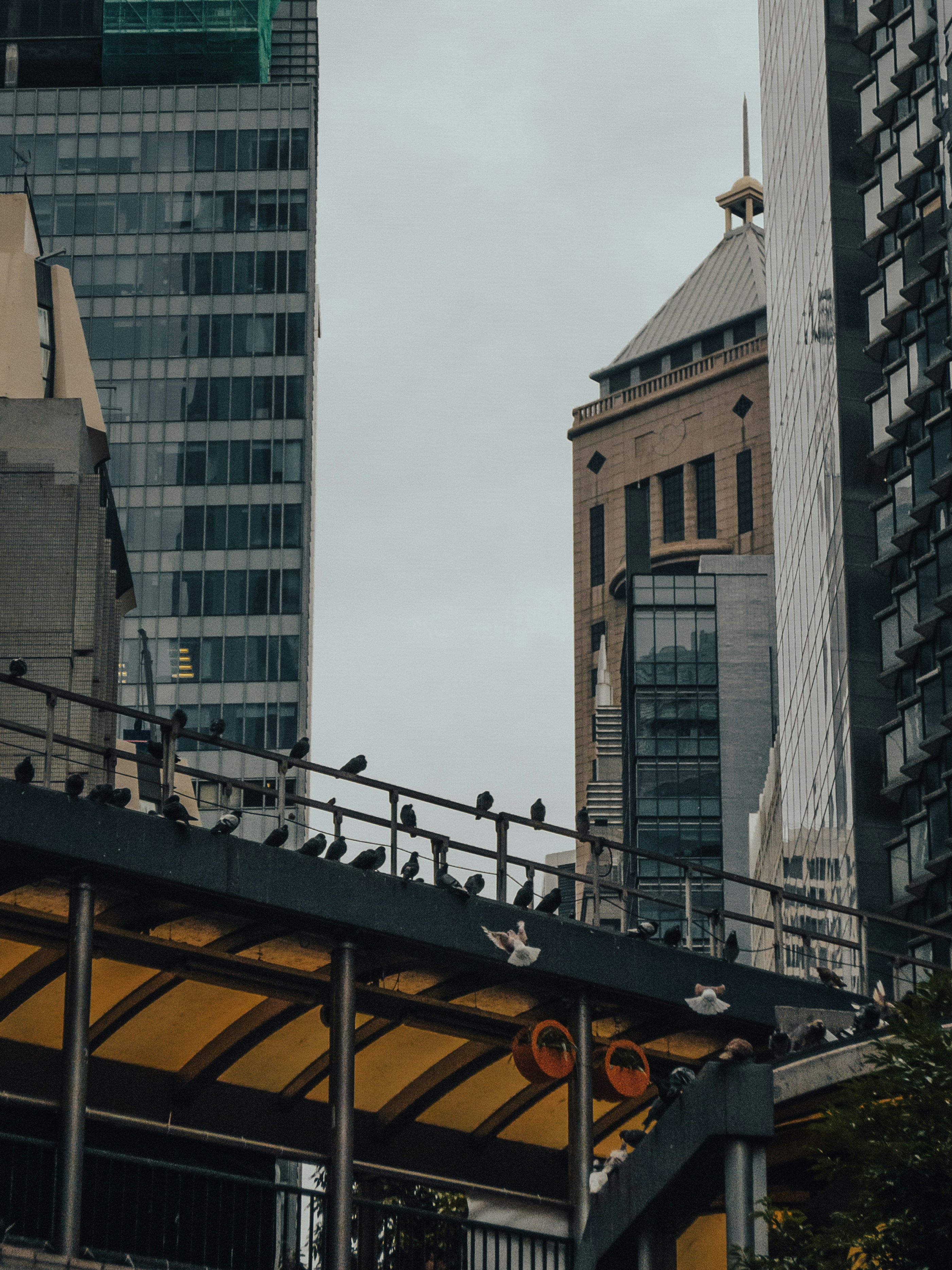 Pigeons perch along a railing as towering glass and brick buildings rise, with a spired roof above and a muted gray sky in the background.