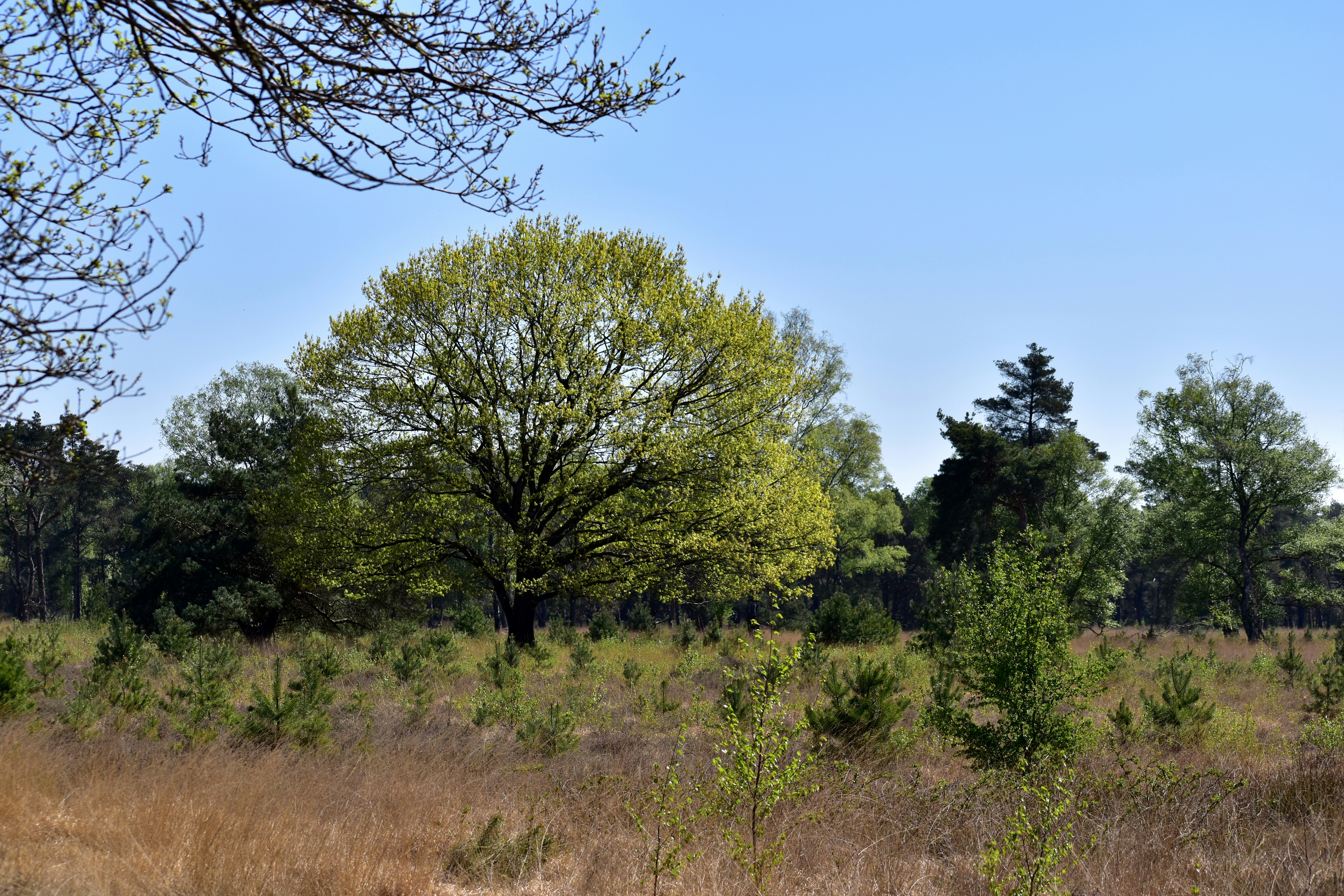 Lush green trees stand against a clear blue sky, surrounded by budding vegetation.
