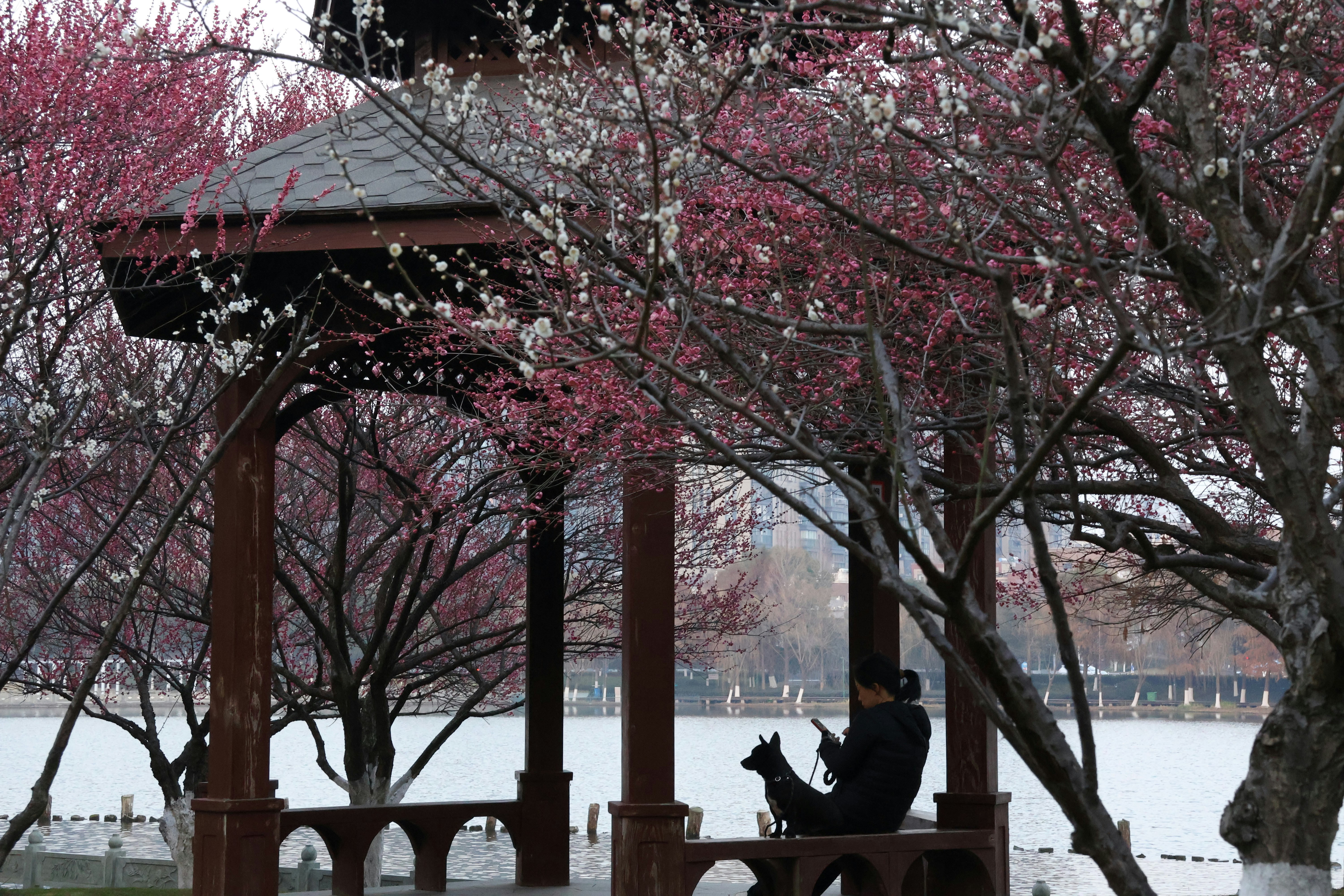 Serene Moment in the Blossom Pavilion