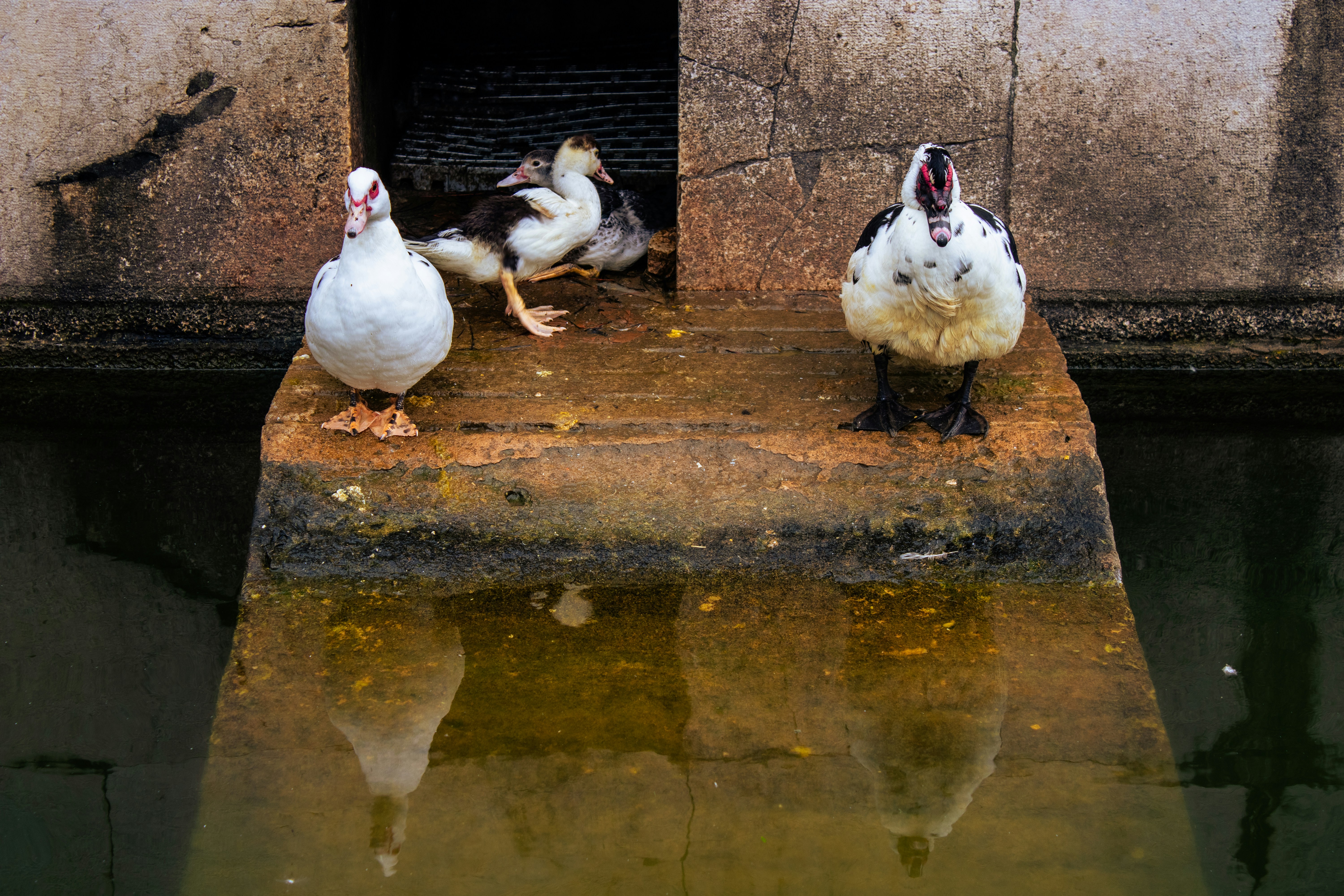 Ducks perched on a stone ledge with reflections in the water below.