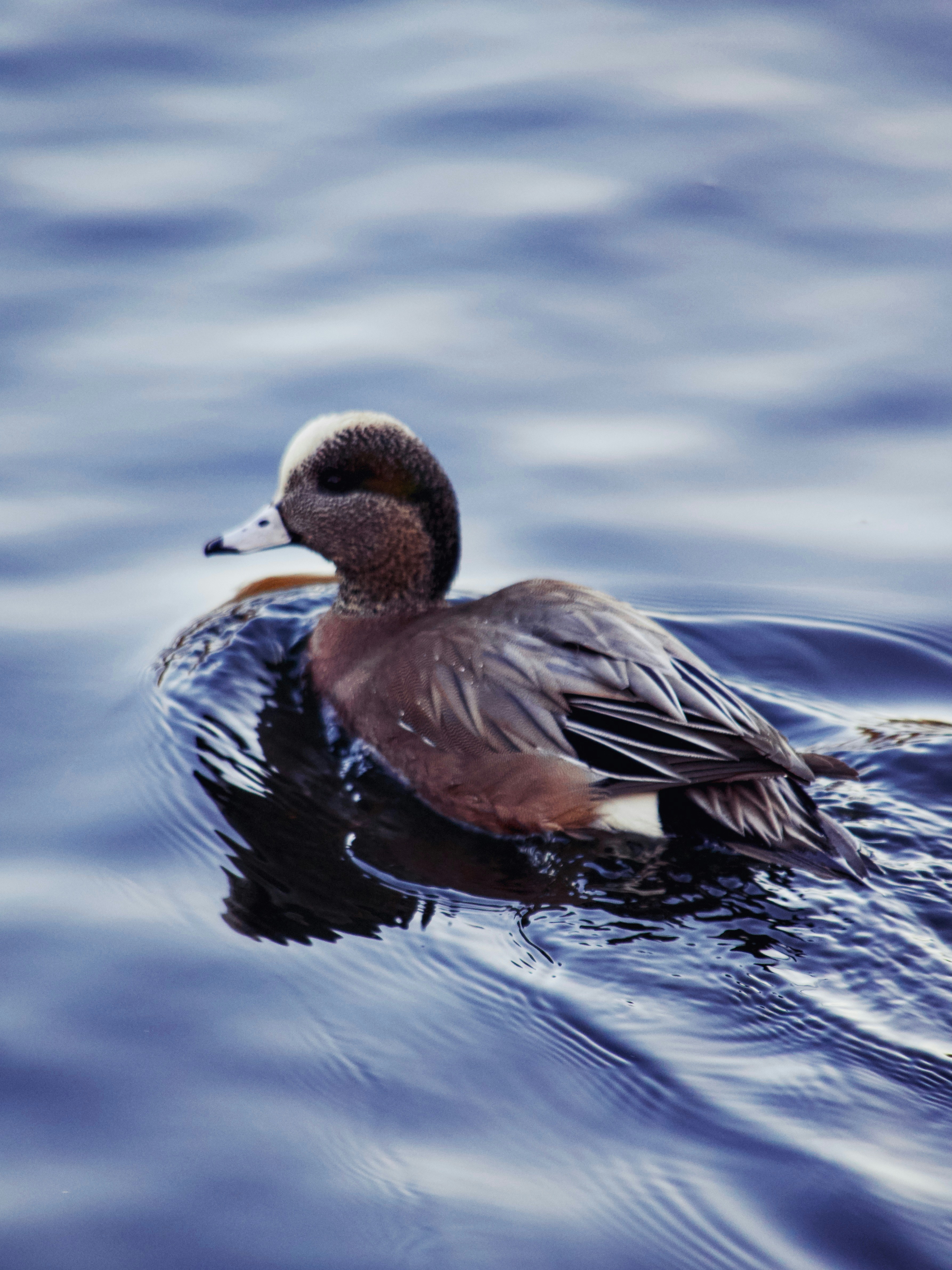 A duck floating on top of a body of water photo – Free Animal Image on ...
