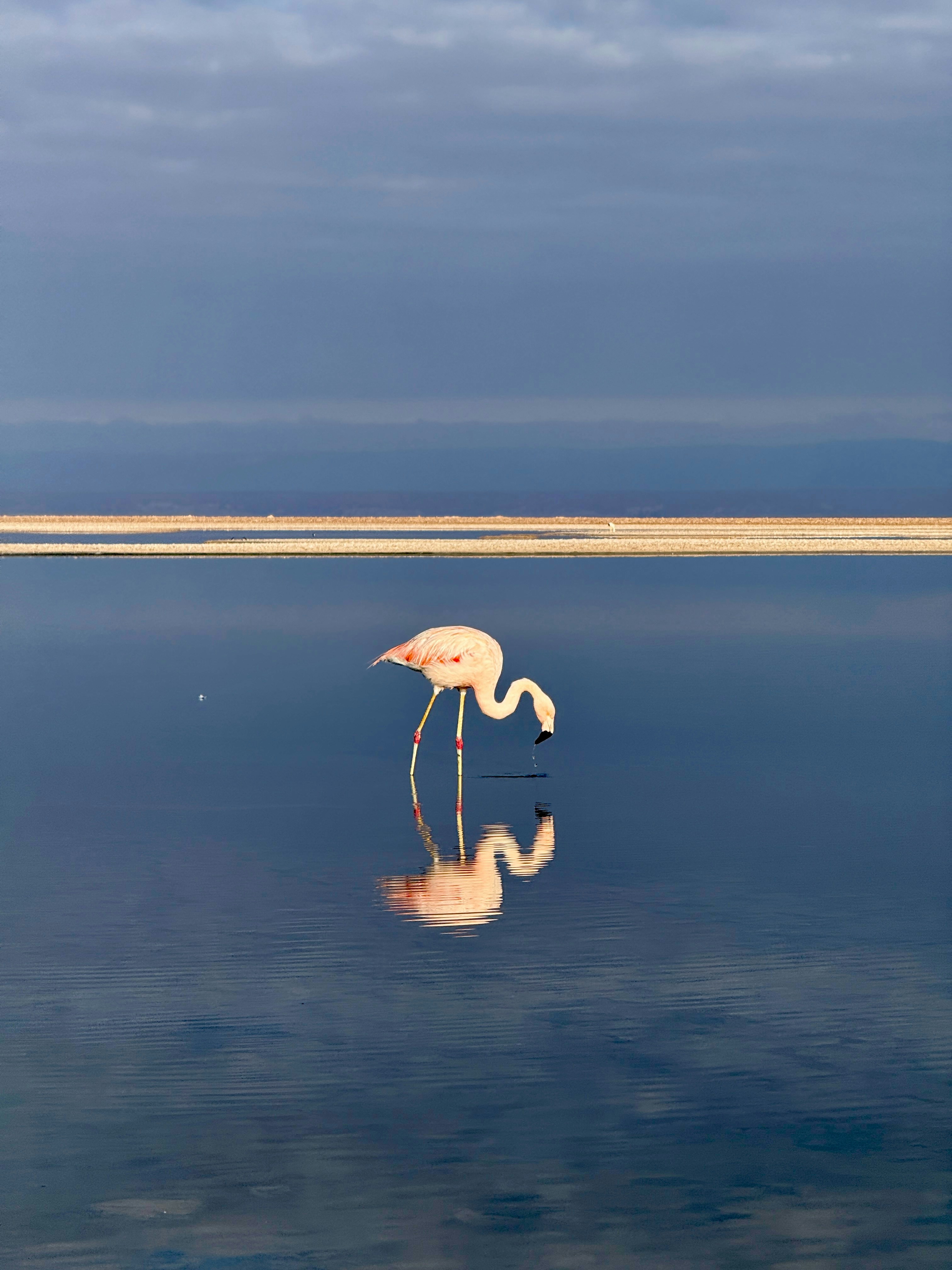 A flamingo standing in the middle of a body of water photo – Free ...