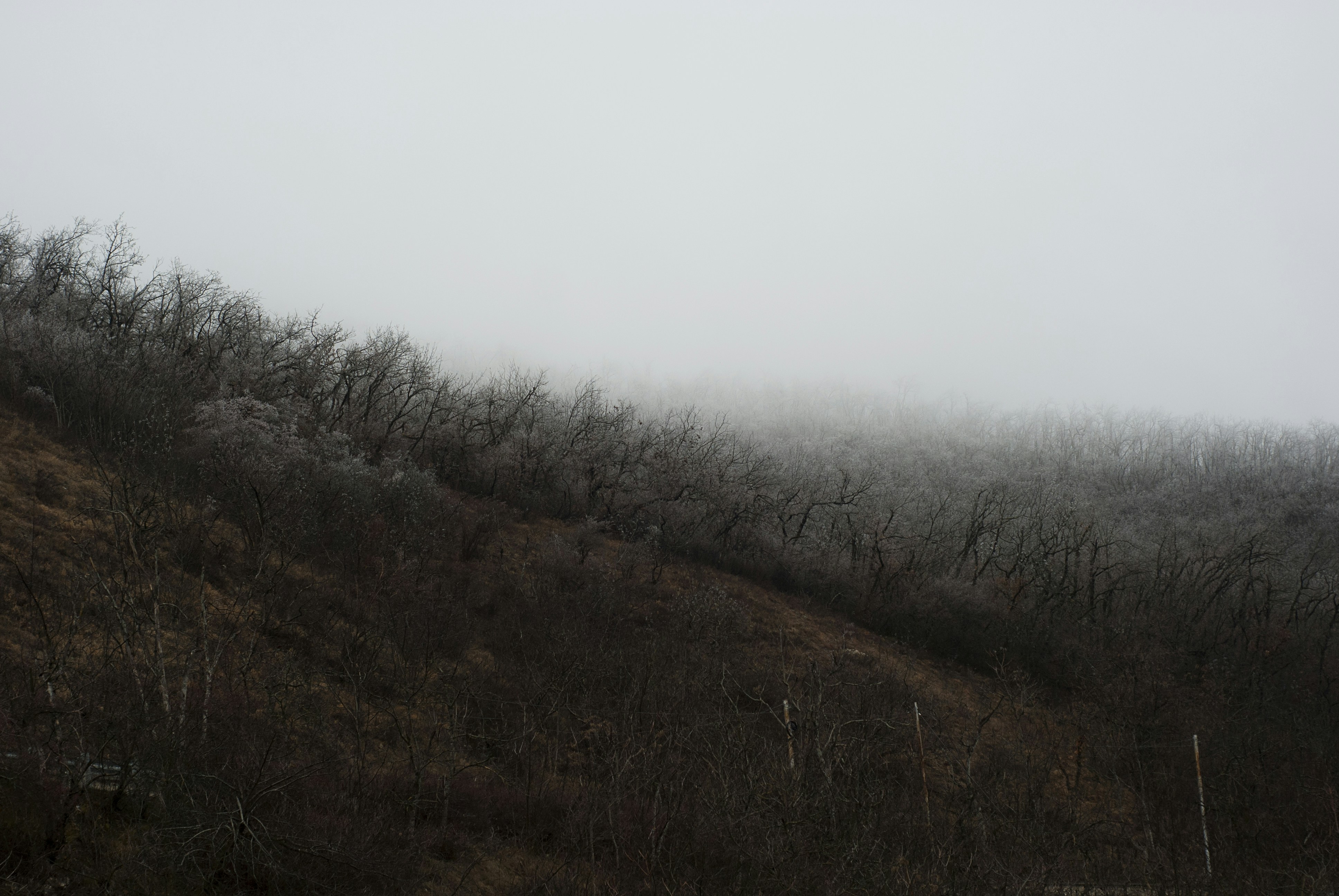 Foggy hillside with leafless trees creating a haunting silhouette.