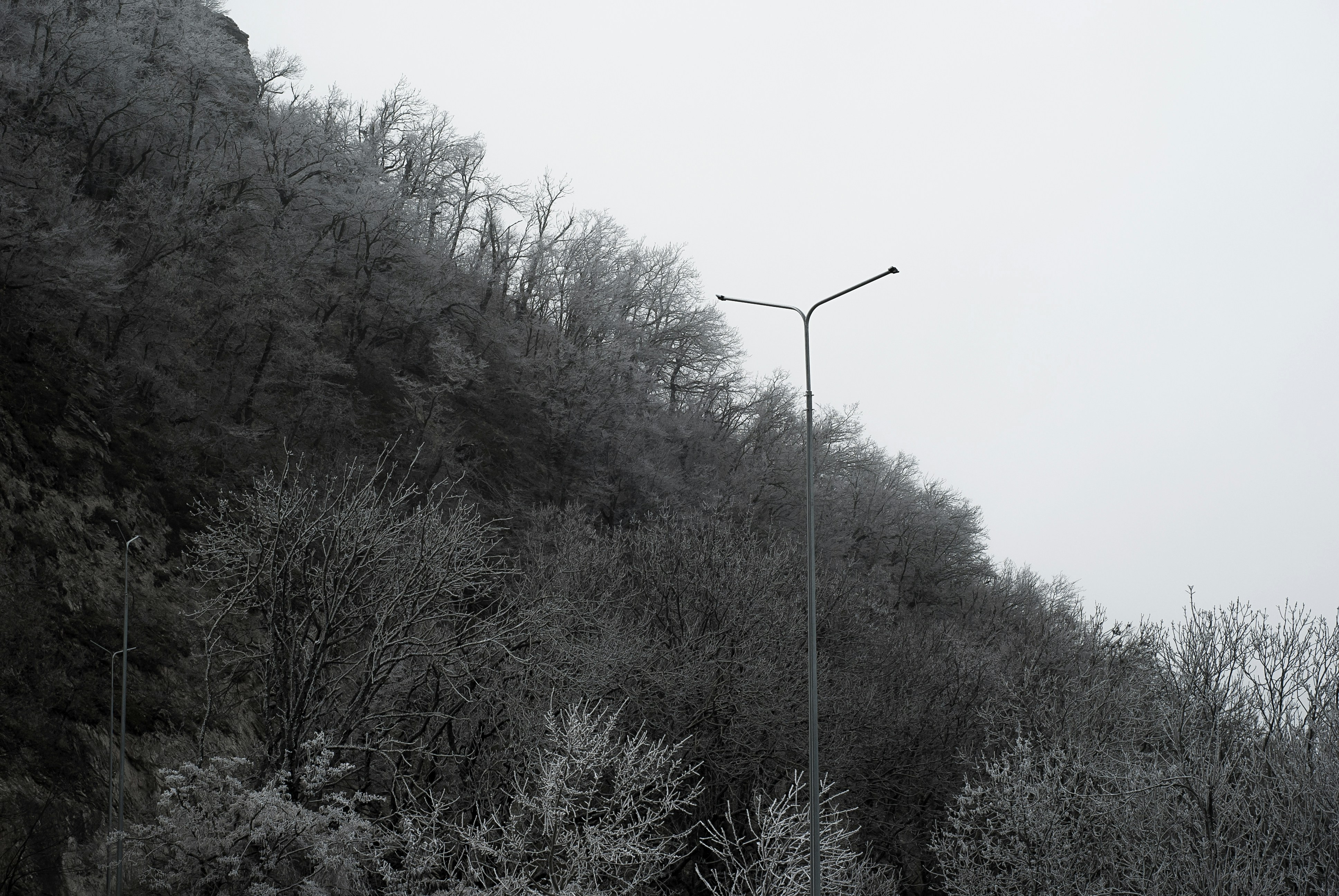 Bare trees dusted with frost on a misty hillside beneath a gray sky.