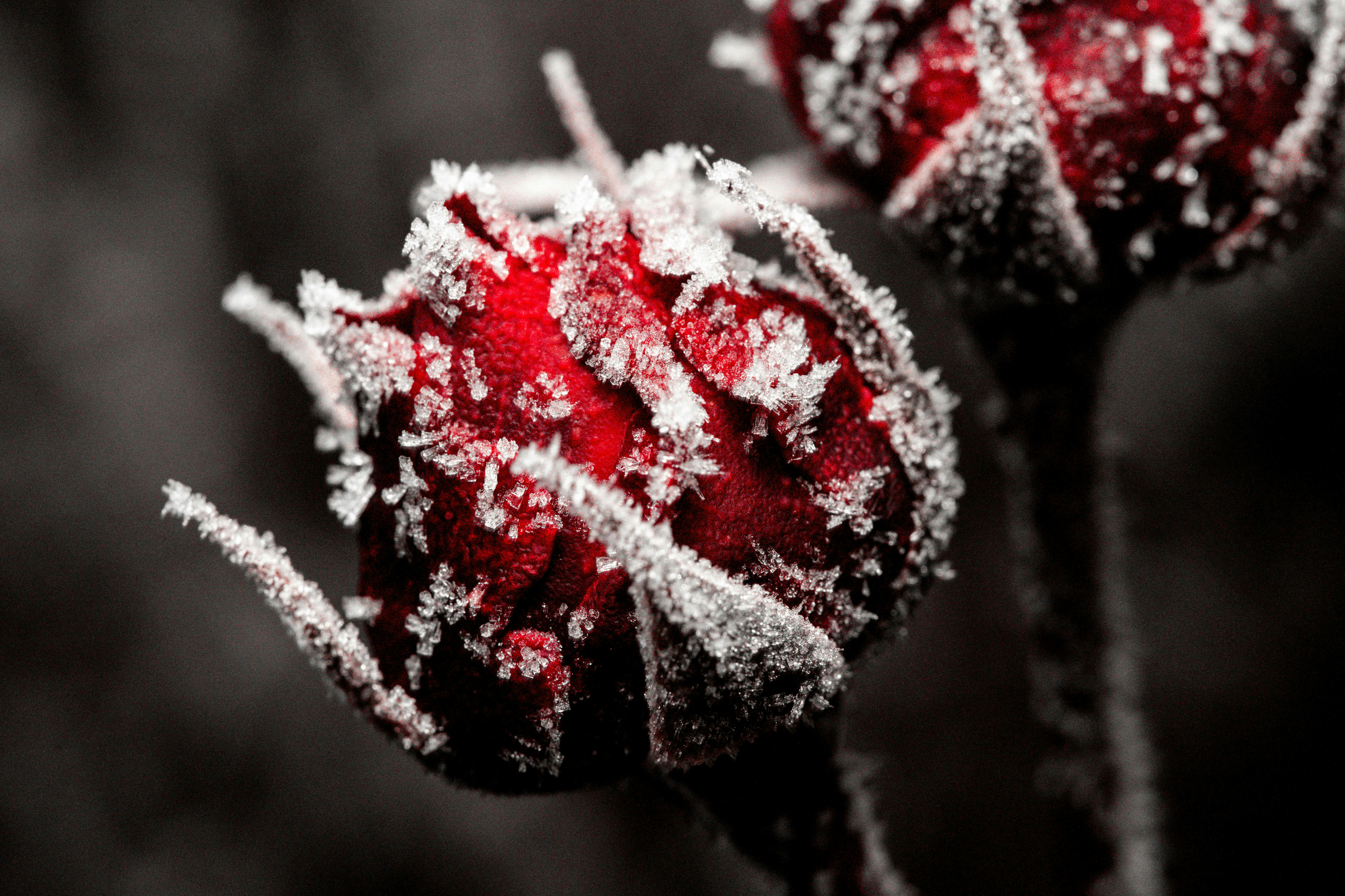 A close up of two red flowers covered in frost photo – Free Flower ...