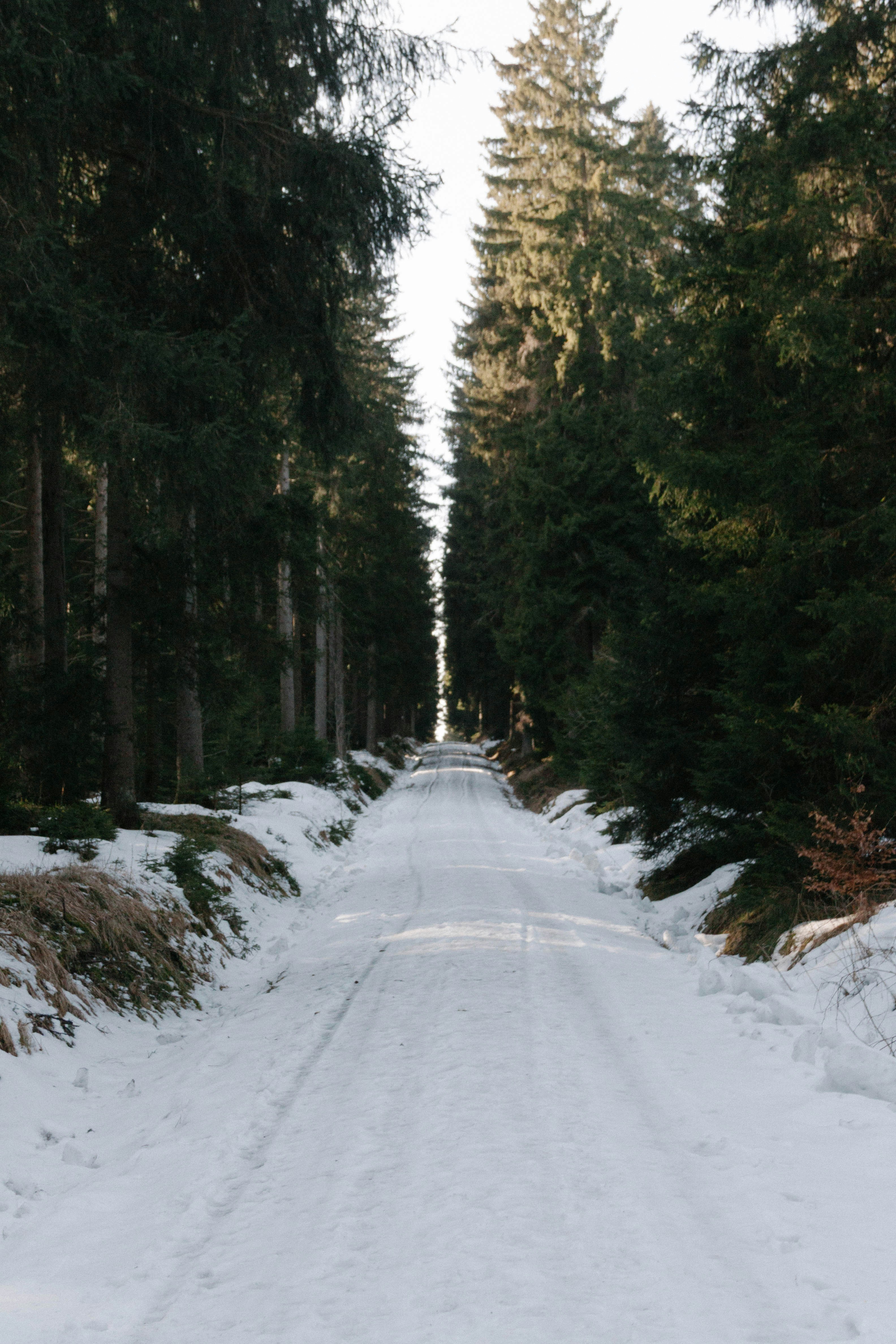 Snow-covered path flanked by tall evergreen trees under a clear sky.