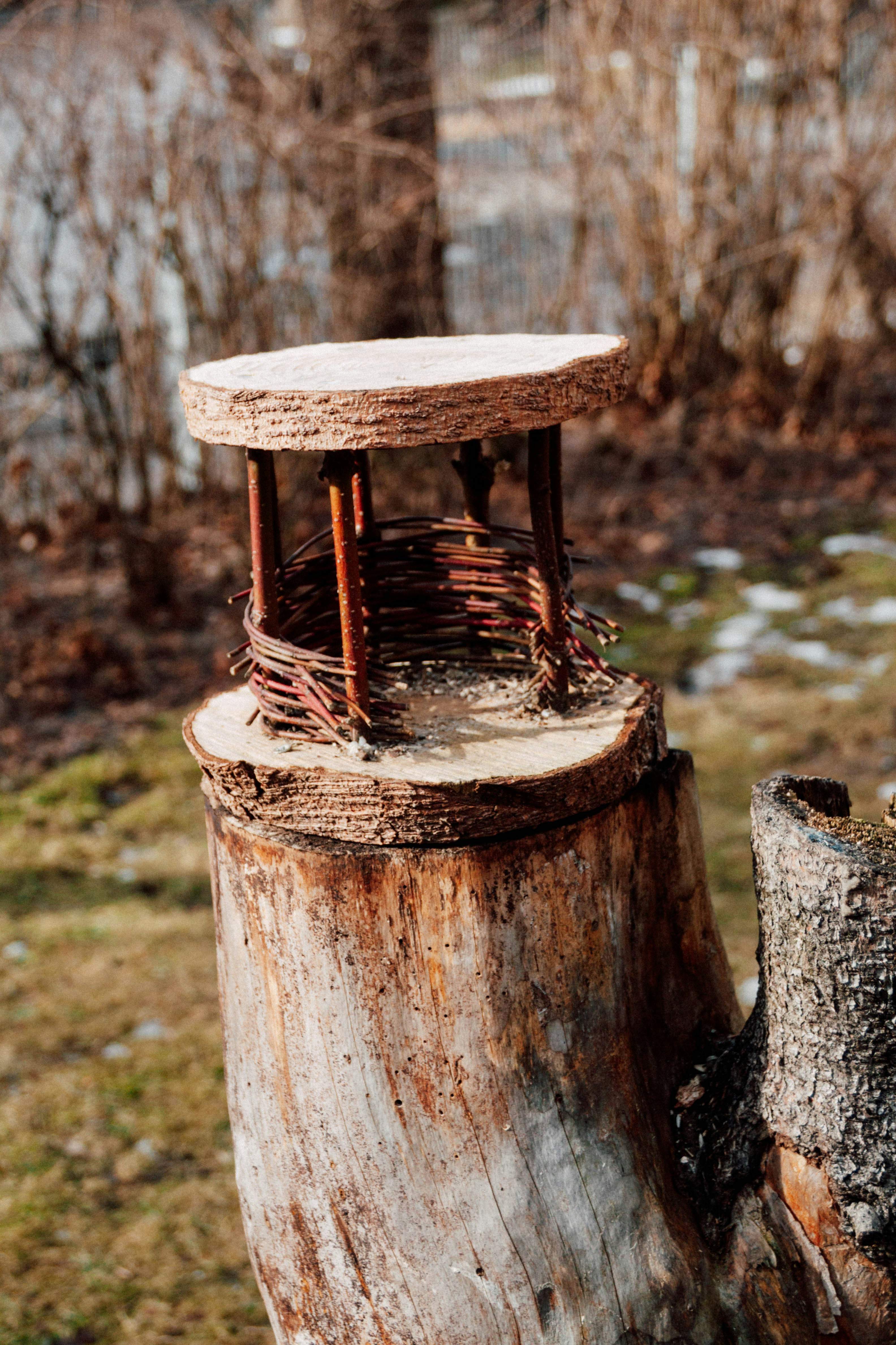 Wicker Within Wood: A Weathered Stump's Quiet Center
