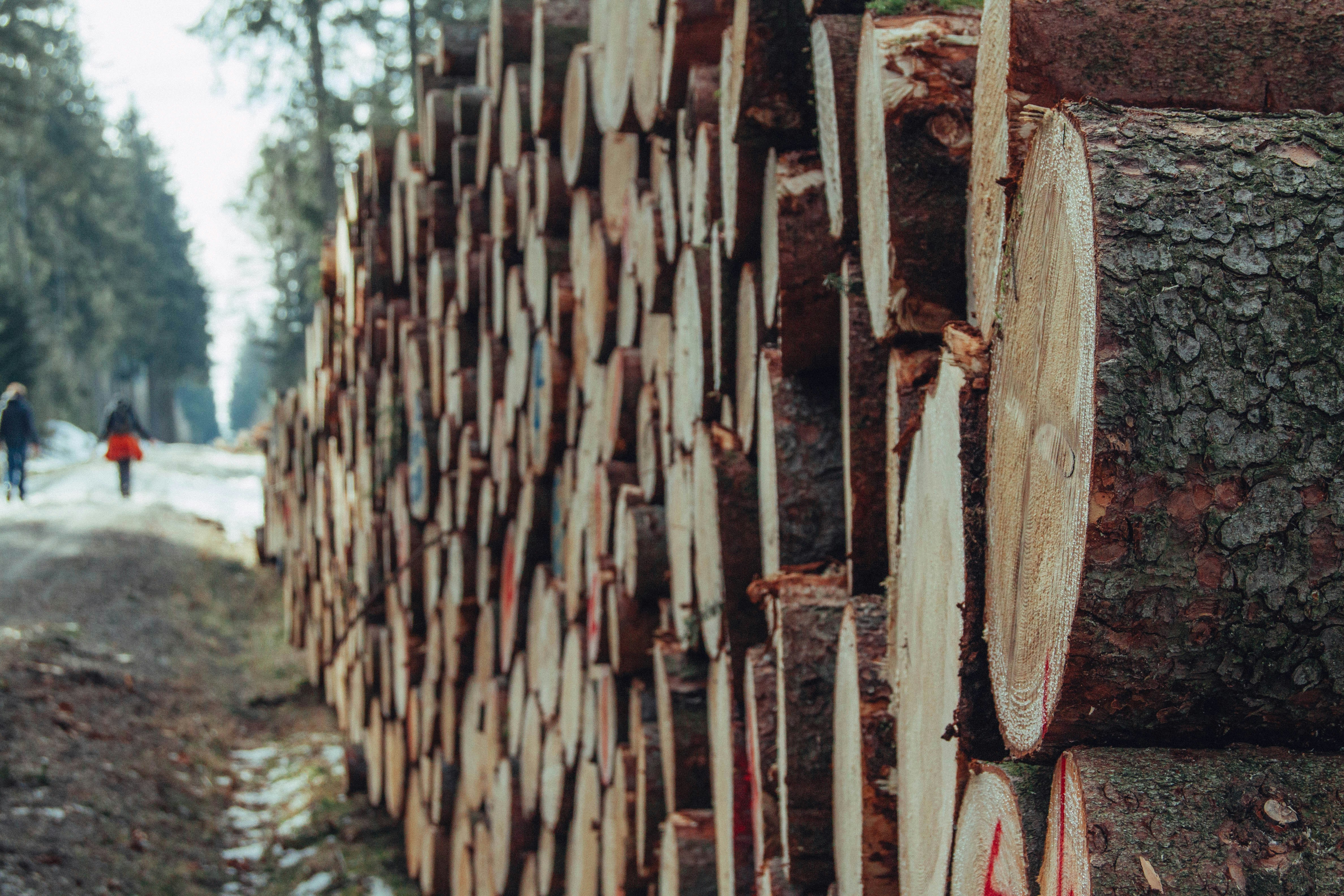 Stacked logs line a forest path, with two figures walking in the distance. The scene captures the harmony between nature and human activity.