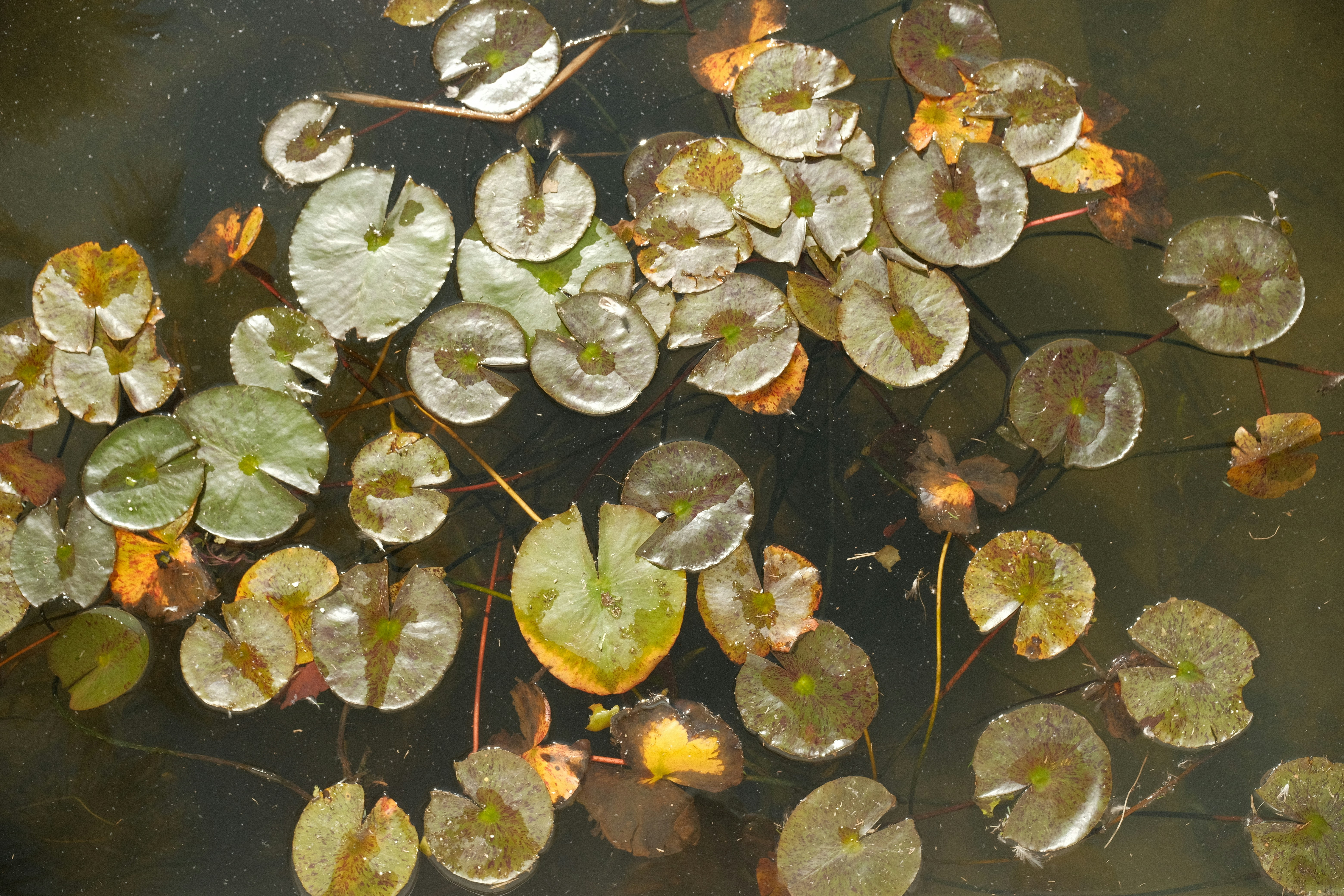 Lily Pad Mosaic: Circular Leaves on a Shadowed Pond
