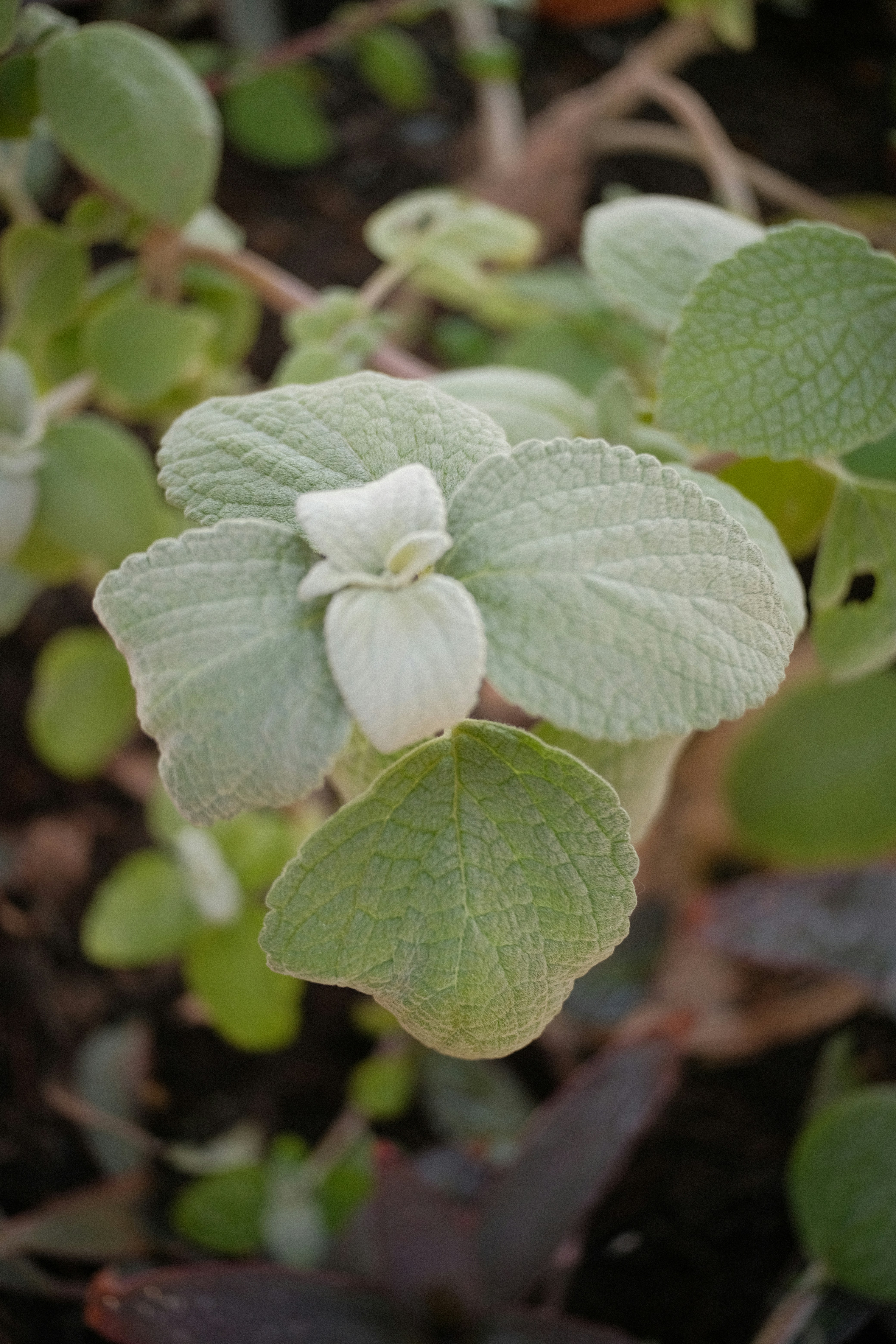 Velvet-veined Lamb's Ear Leaves in Quiet Garden Light