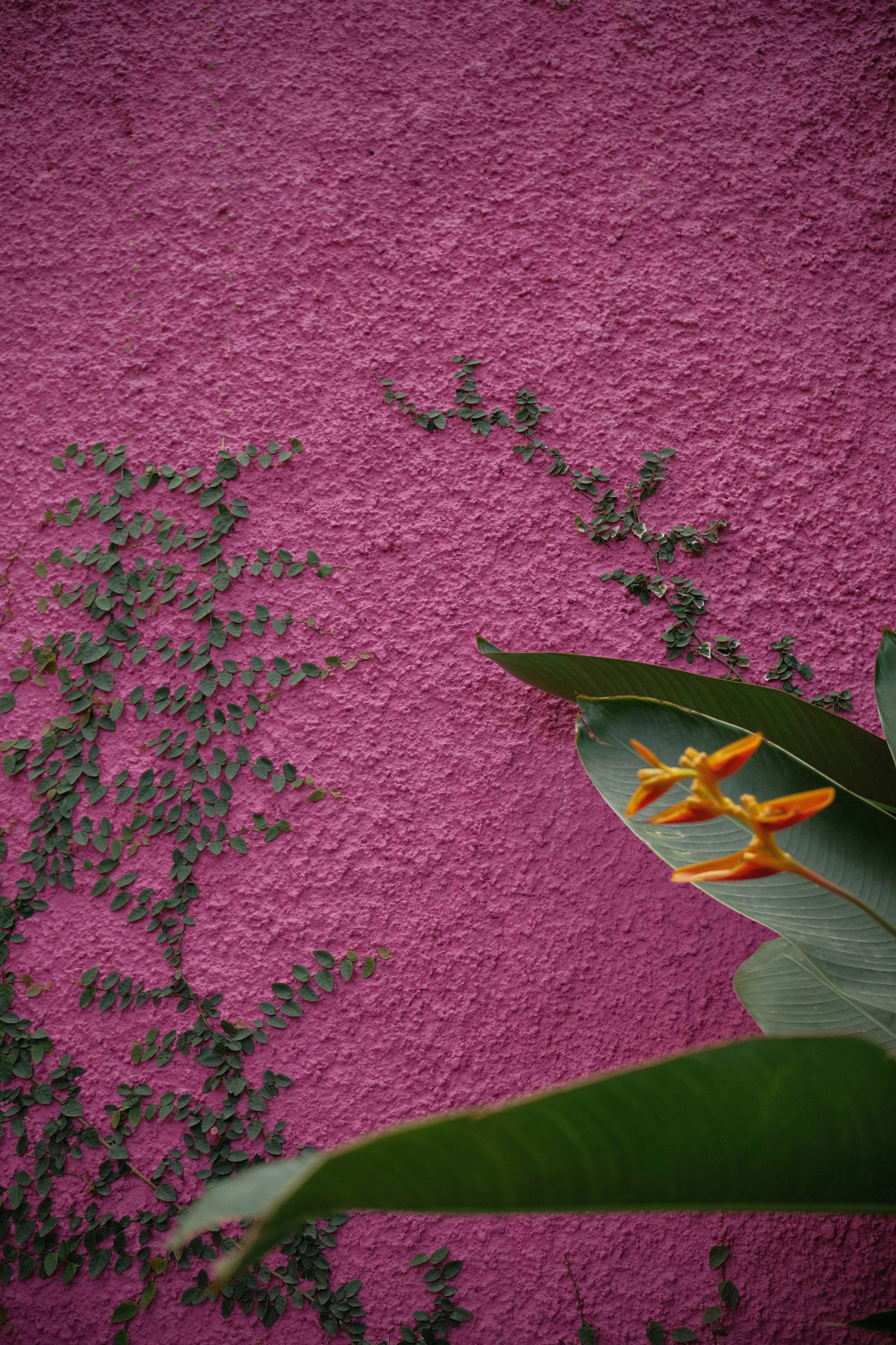 A plant with yellow flowers in front of a pink wall photo – Free Flower ...