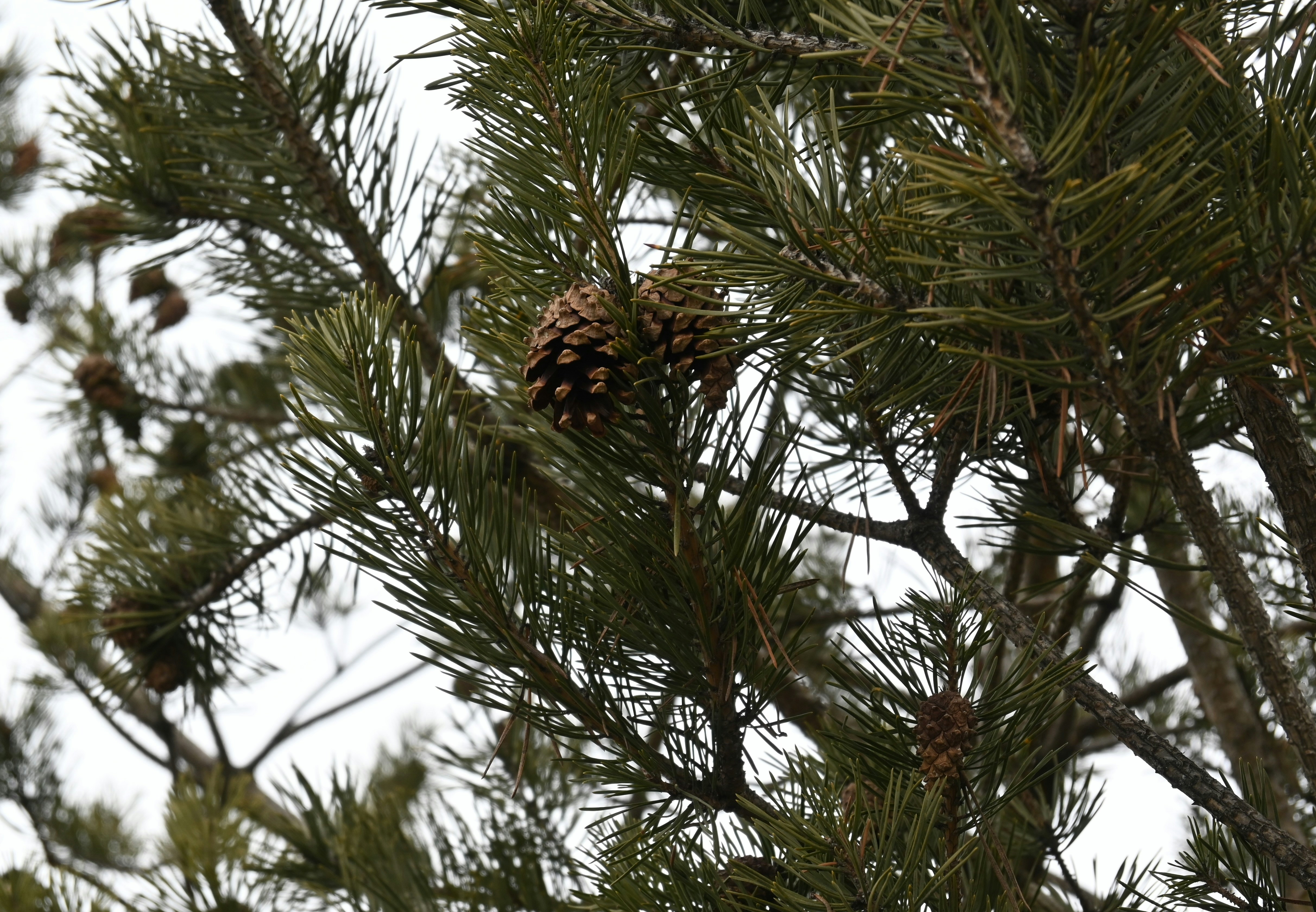 Whispering Pines: Nature's Geometry