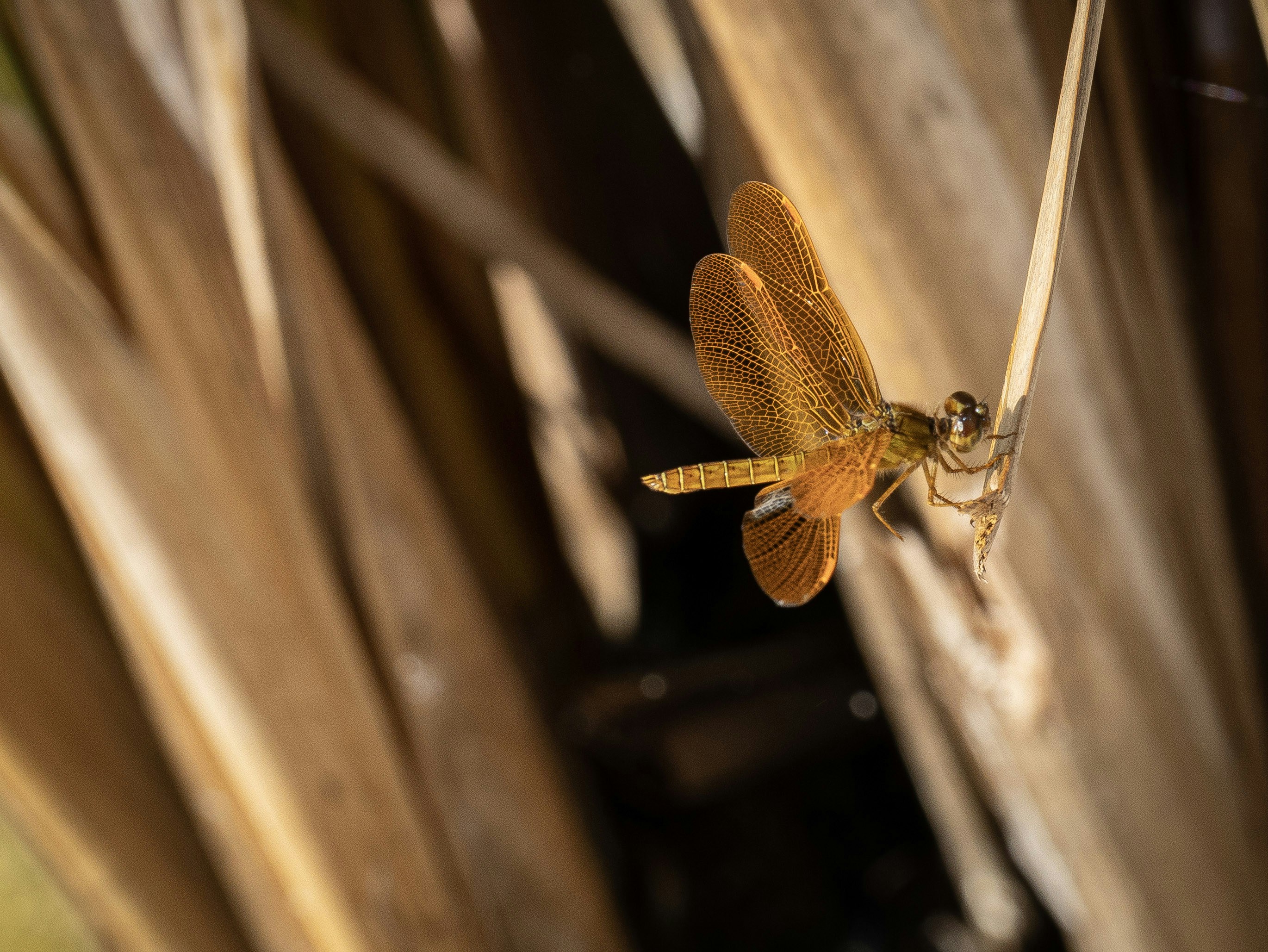 Dragonfly perched on a twig with intricate wings illuminated by sunlight.