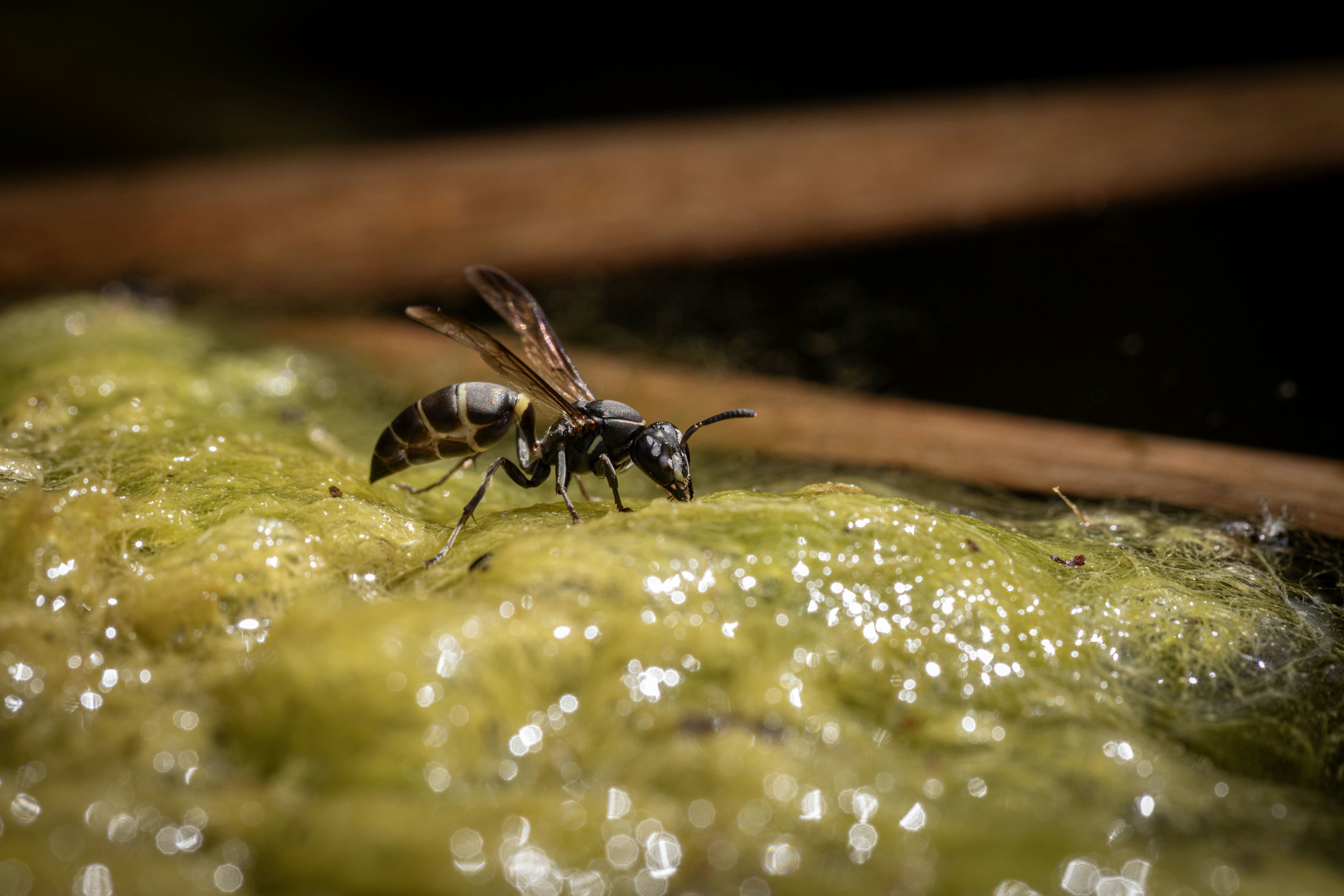 Wasp perched on vibrant green algae, illuminated by sunlight.