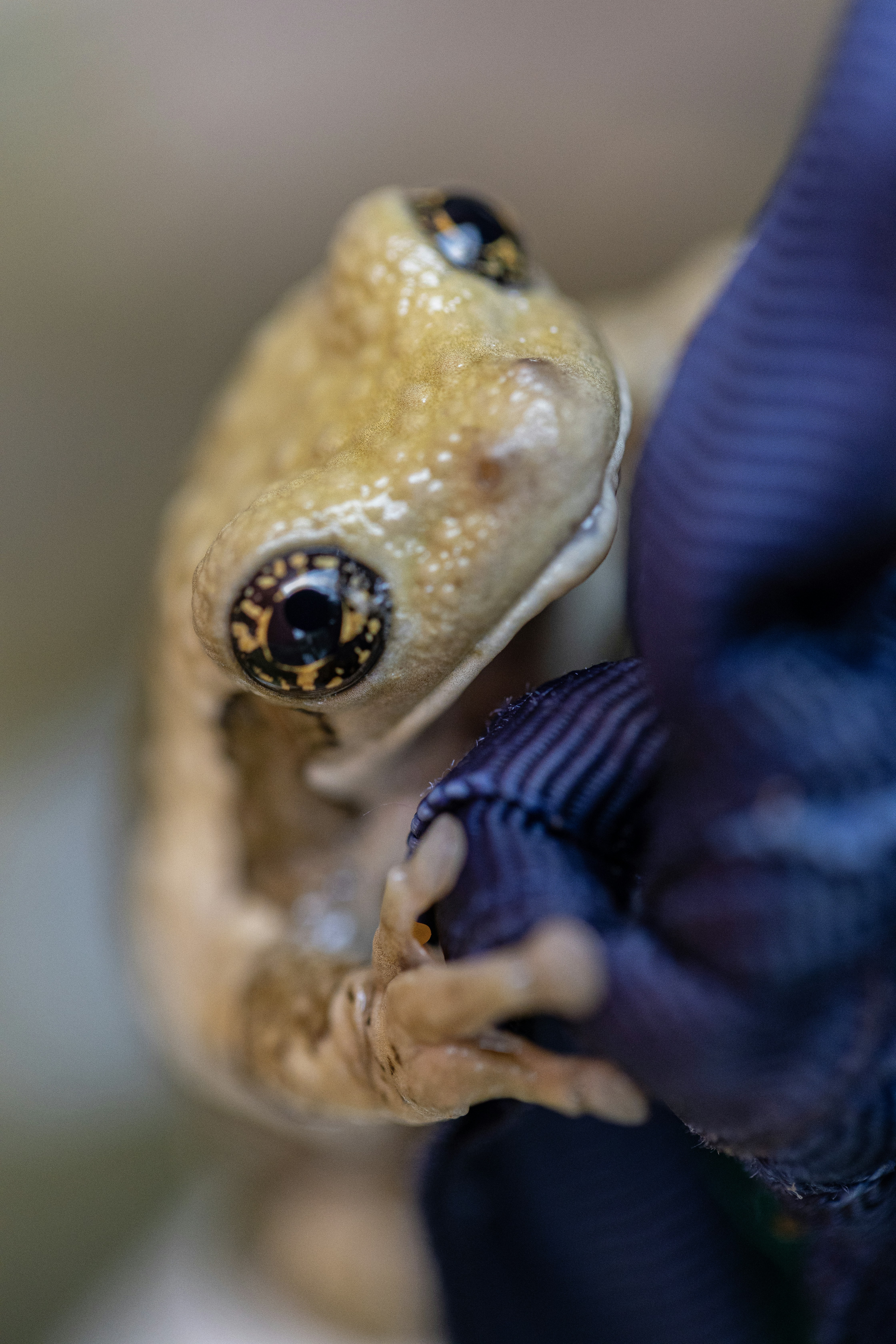 Close-up of a Glazed Frog Eye: Detail in a Handheld Moment