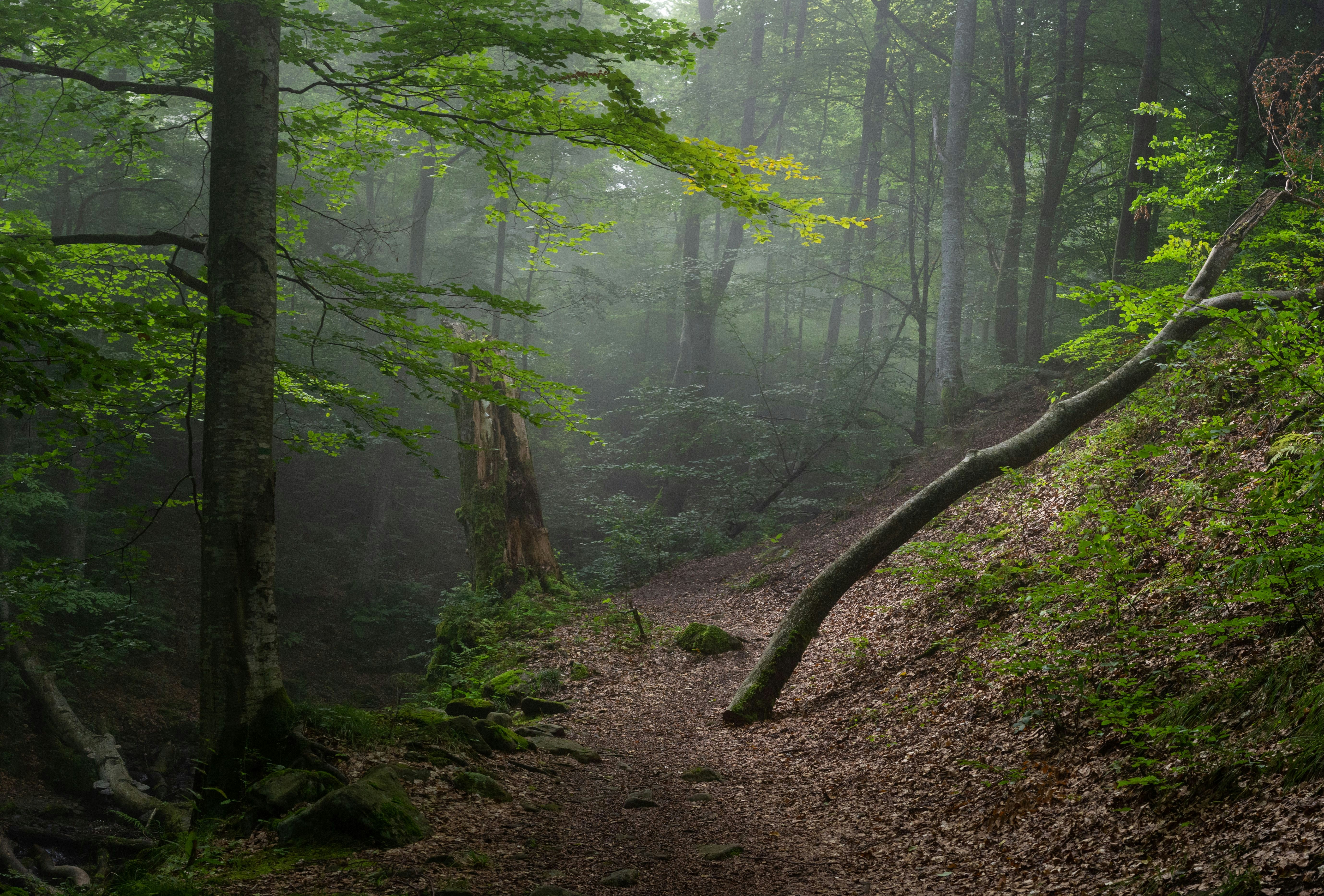 Forest path lined with lush greenery and a fallen tree in a misty, serene atmosphere.