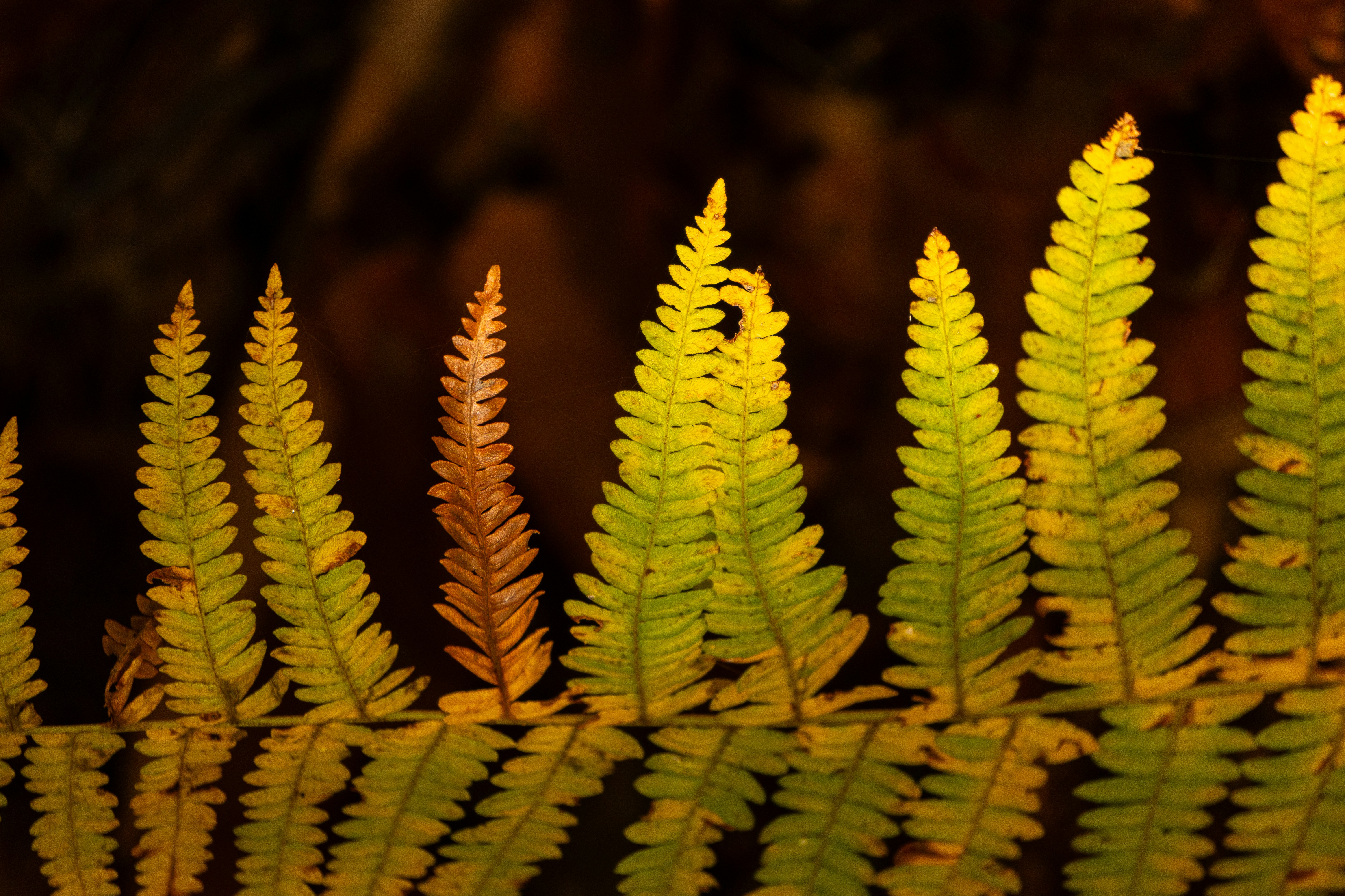 Autumn's Fern Symphony