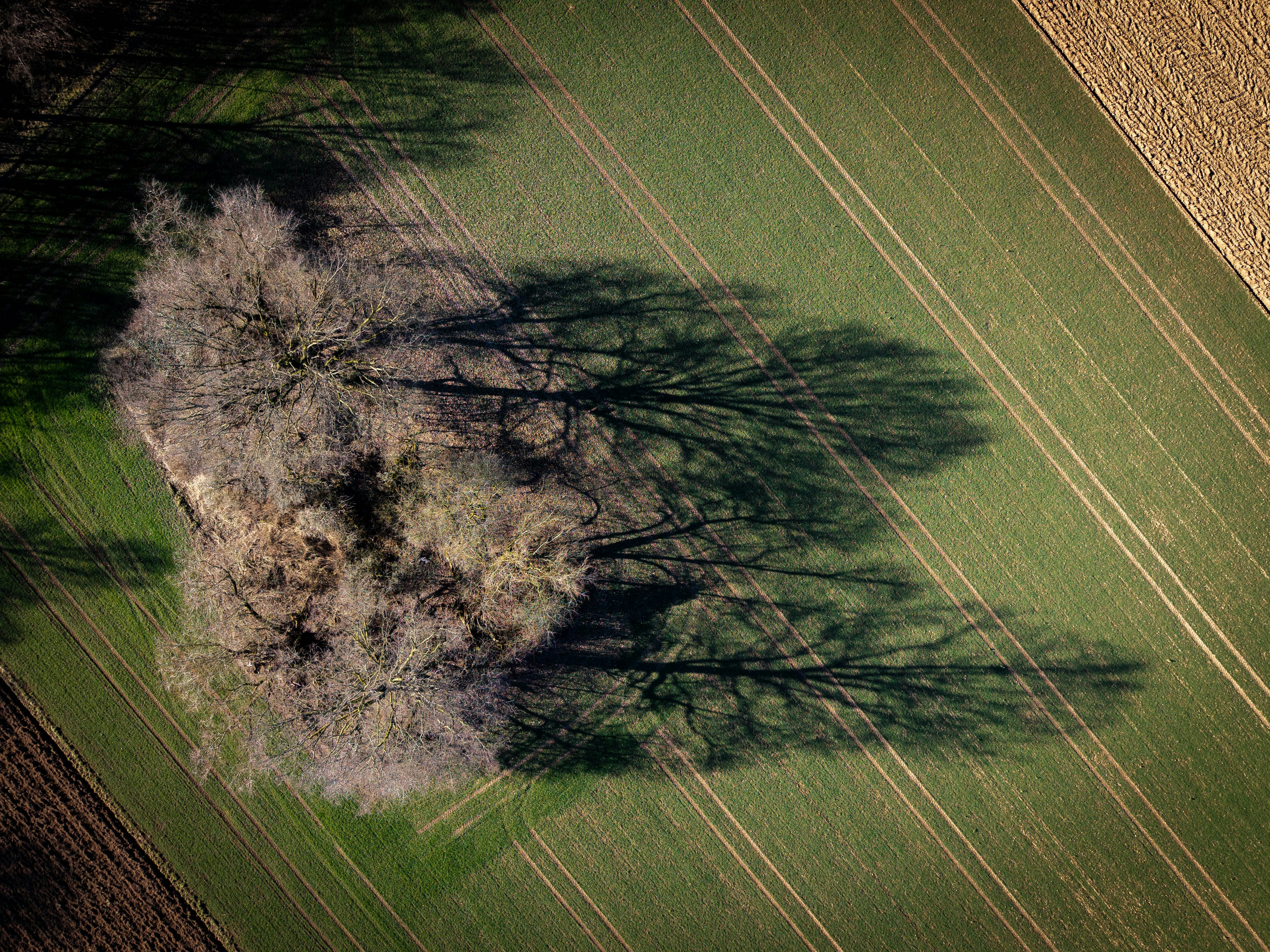 Lone Tree, Parallel Lines: An Aerial Field Study
