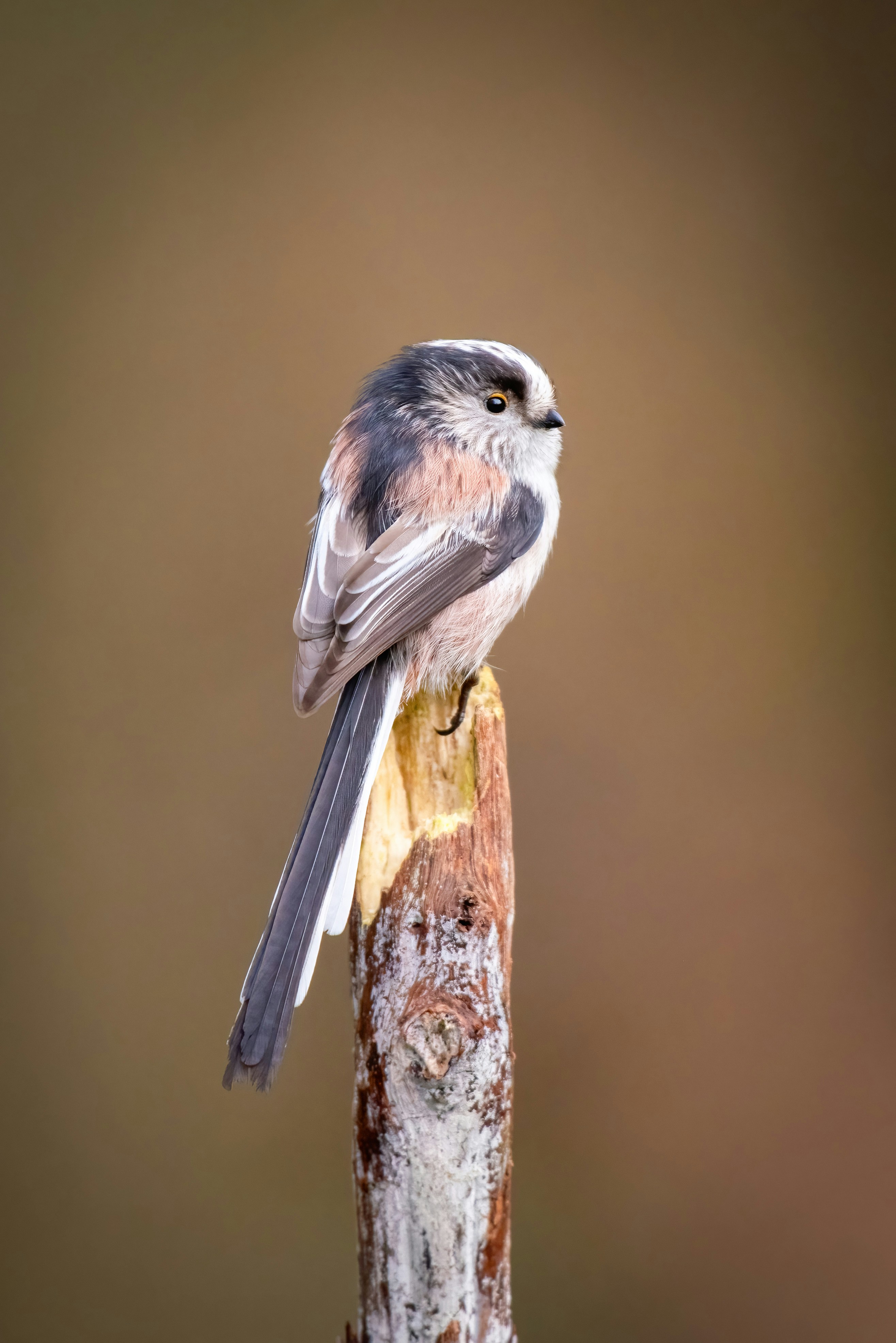 A small bird sitting on top of a wooden poleDoncoombez