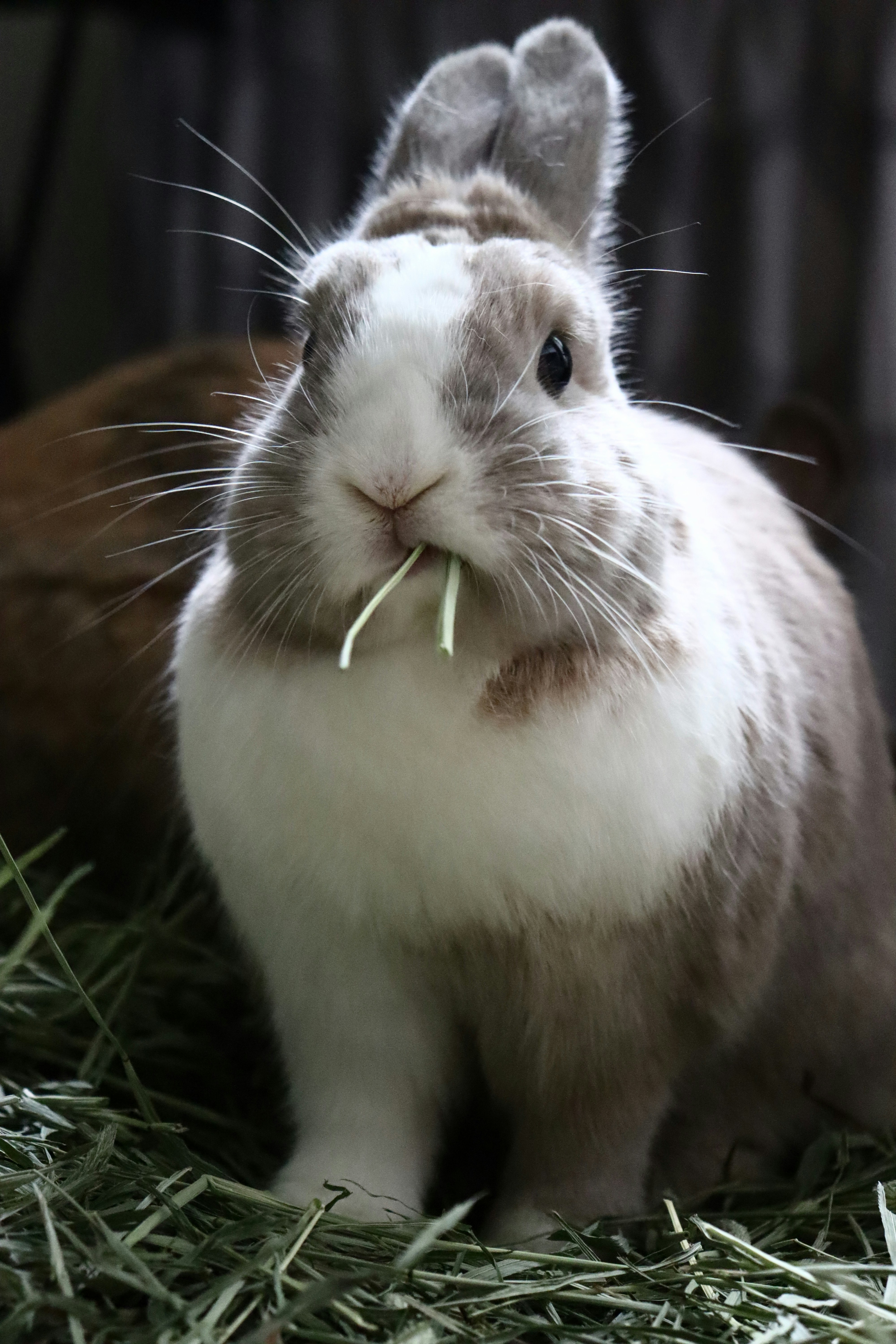 Whiskers in Focus: A Rabbit's Quiet Moment Among Straw