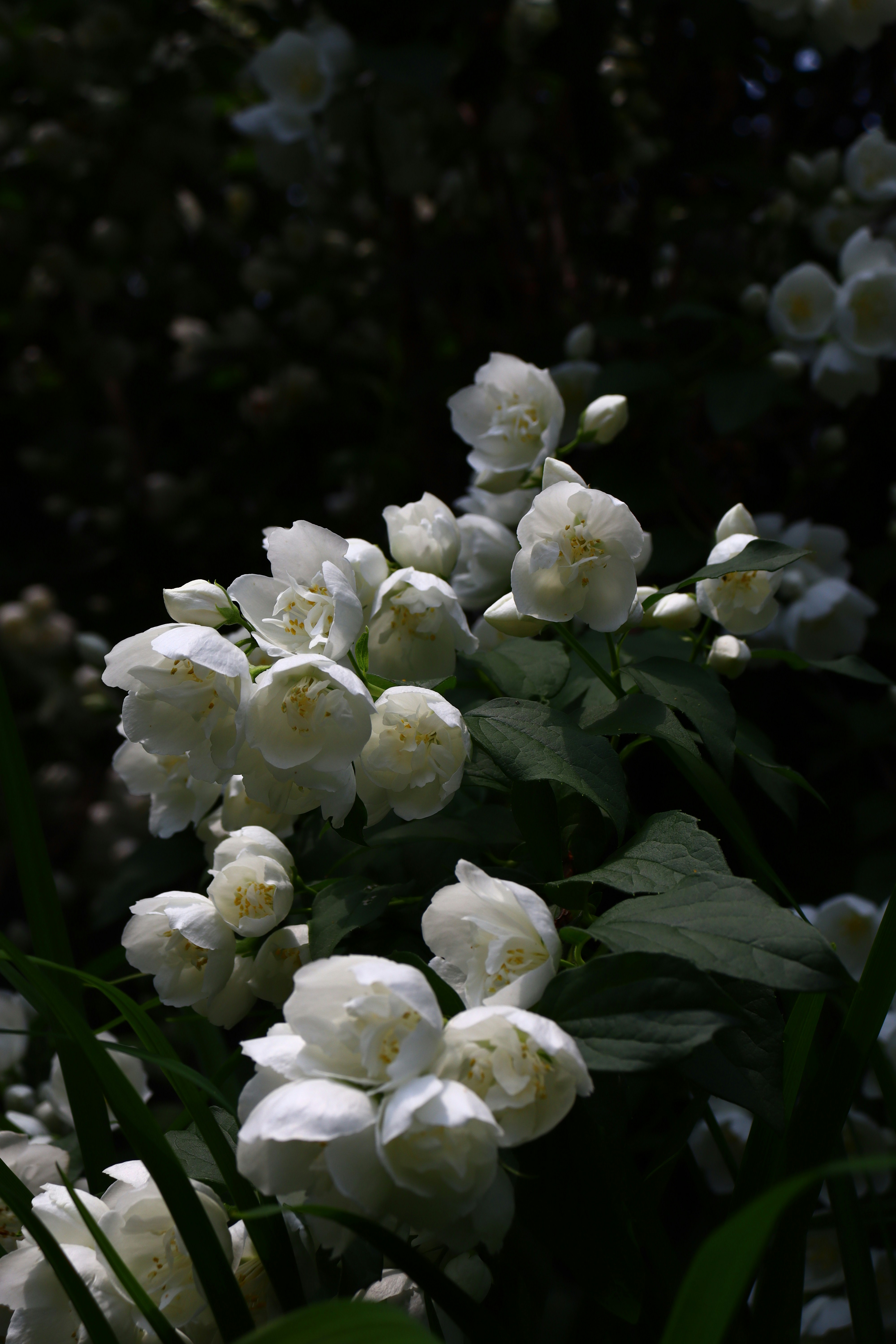 Photo by Teresa Seko with Canon EOS 250D