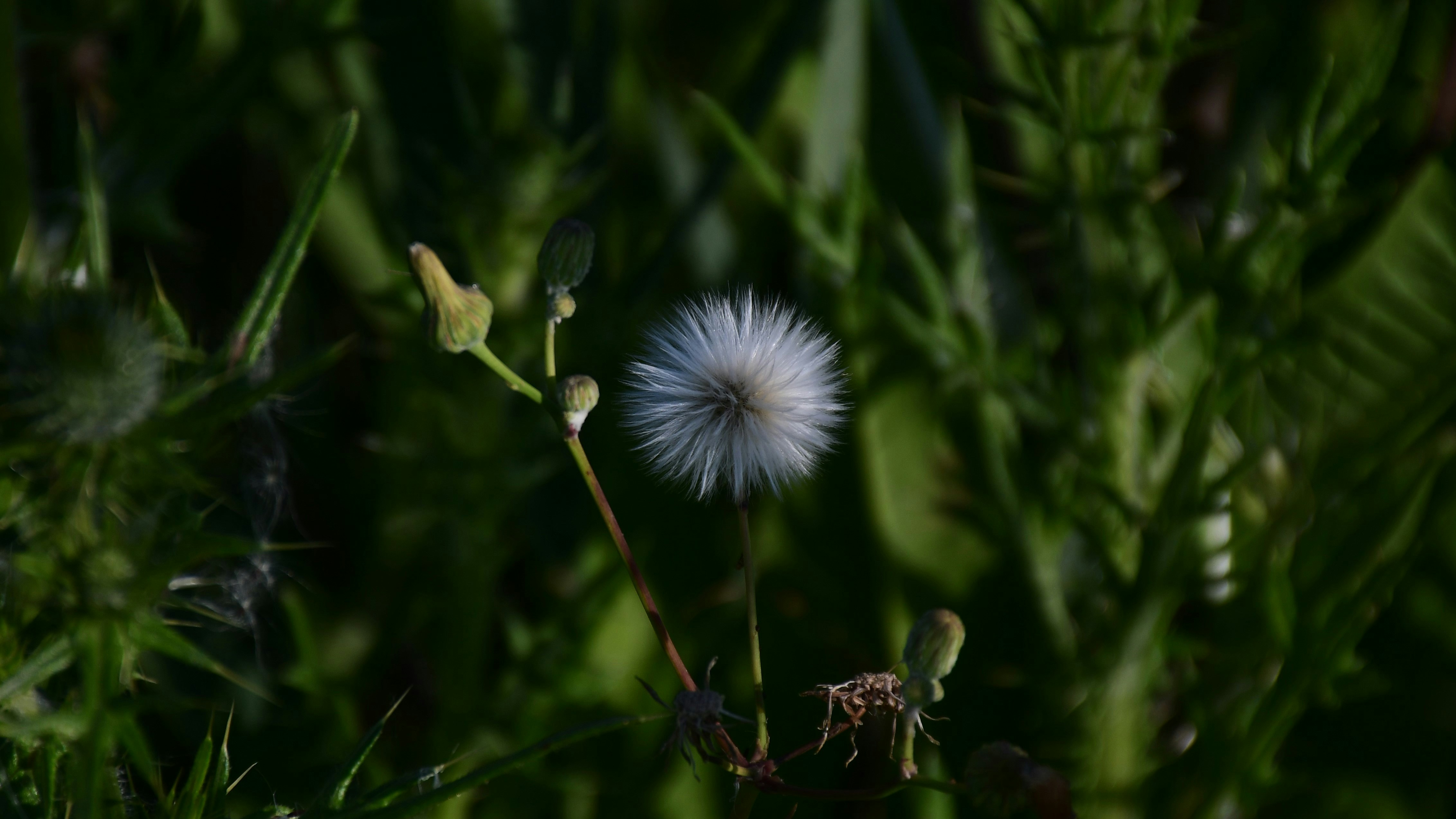 Whispers of the Wind