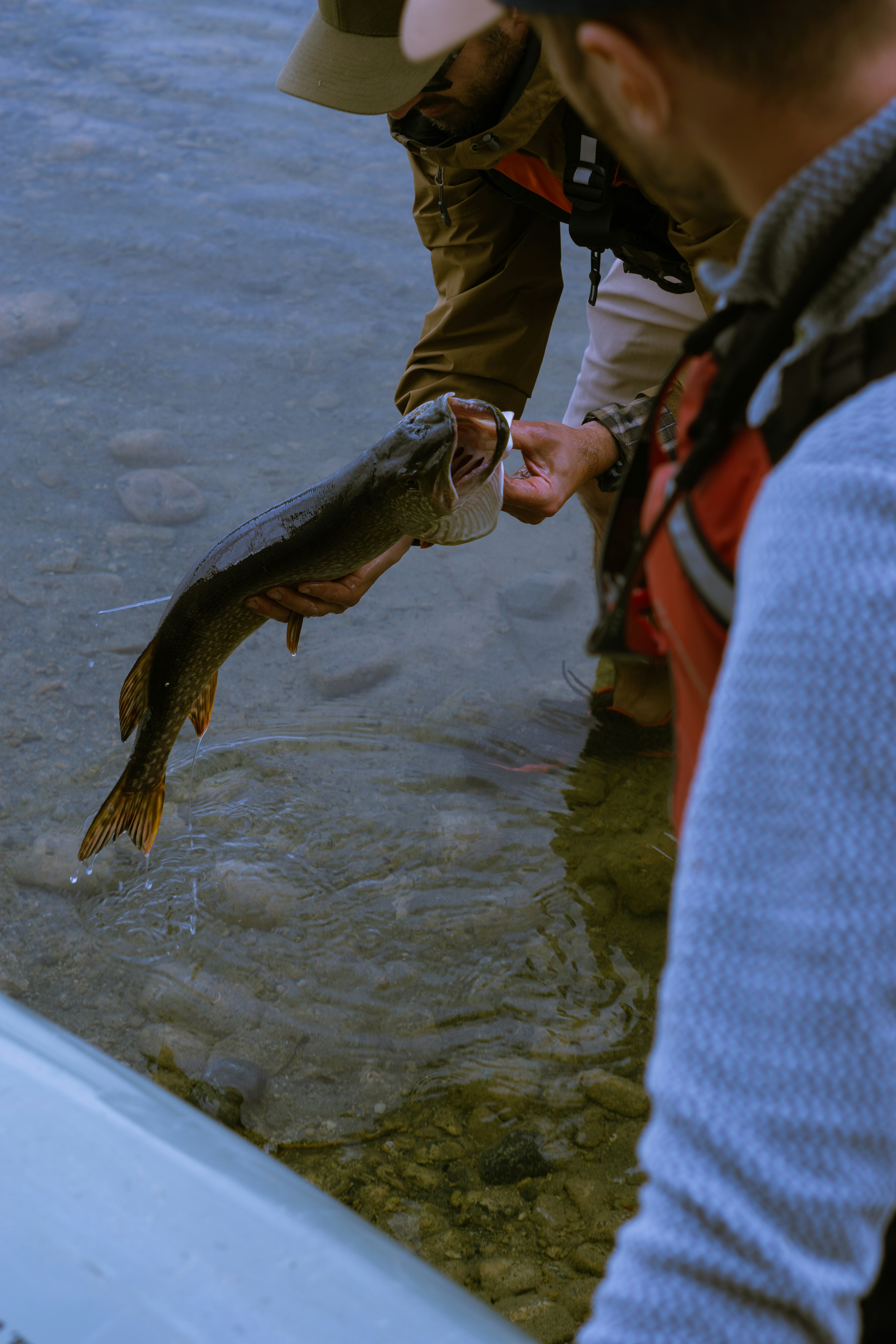 Return to the Flow: Releasing a Trout Back to the River