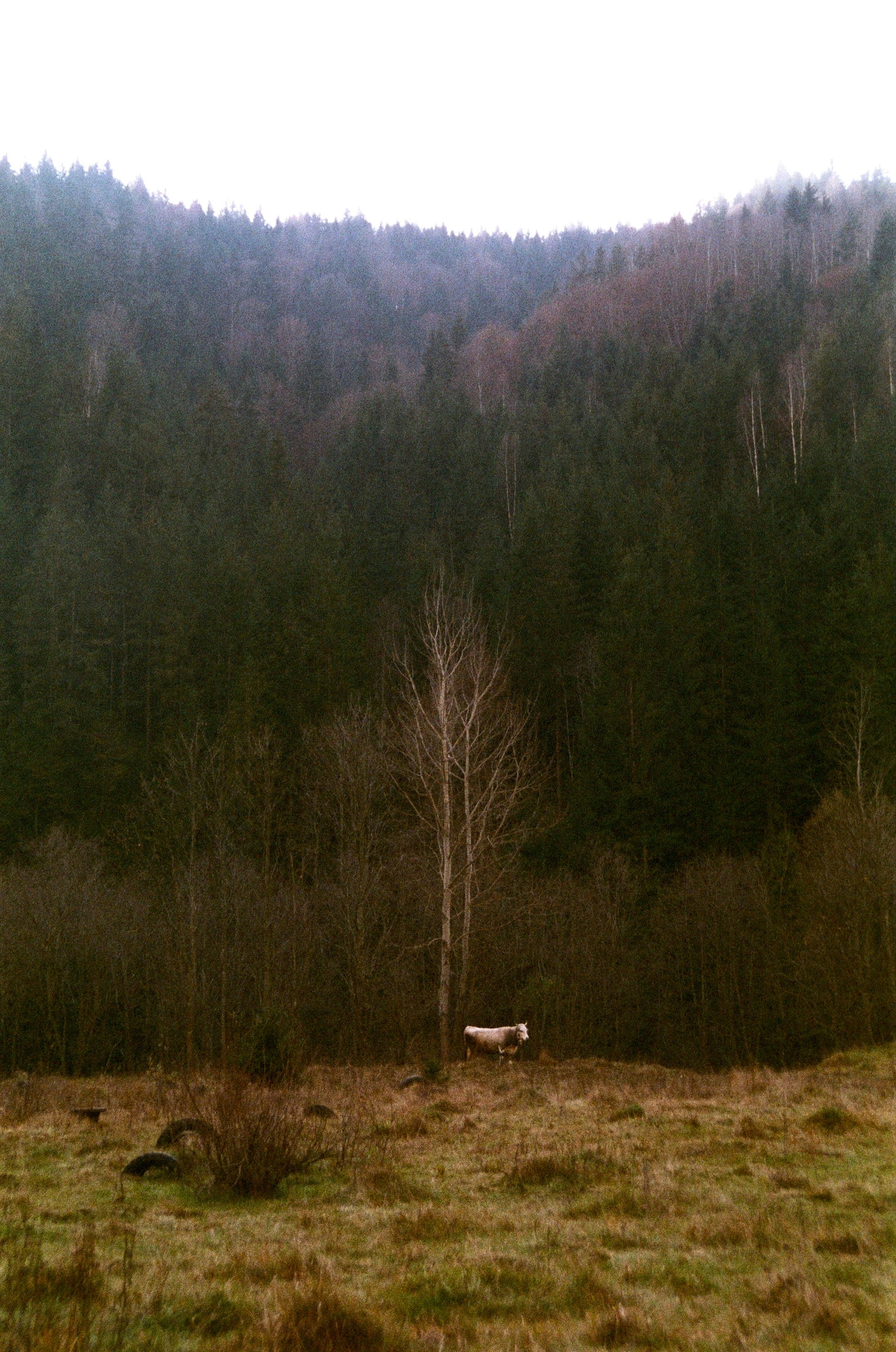 A cow standing in a field next to a forest