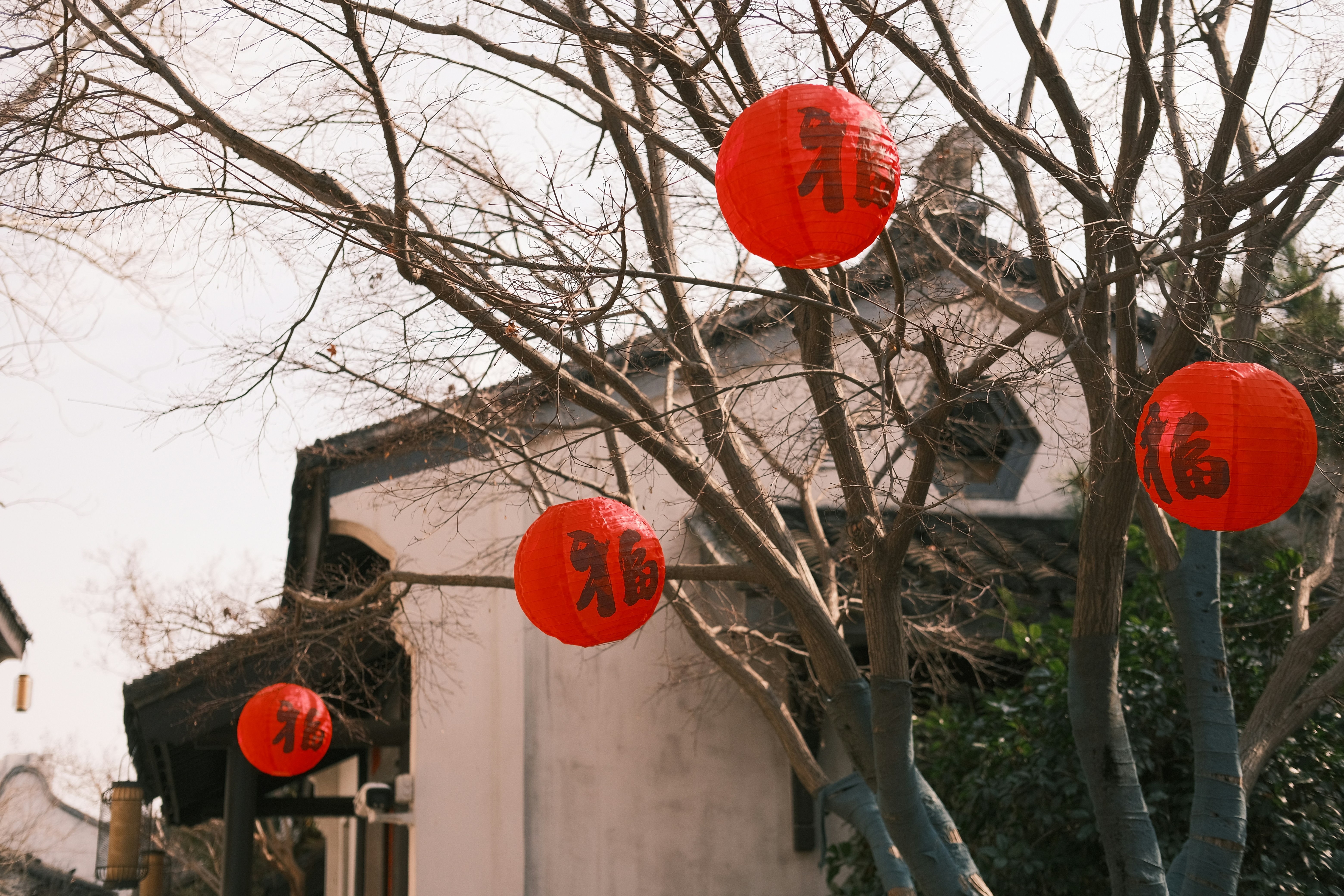 Red lanterns with calligraphy hang from bare tree branches near traditional architecture.