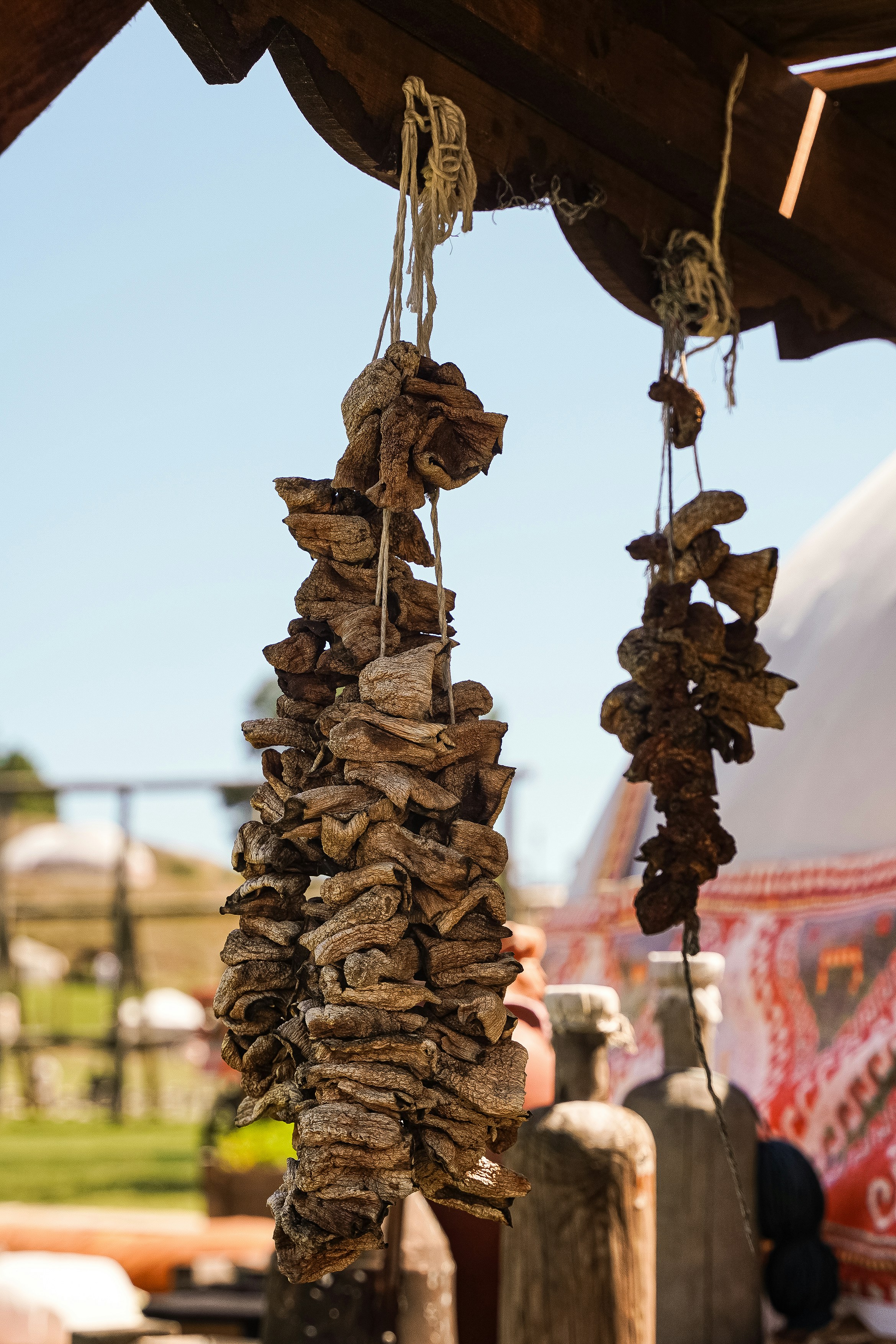 Sunlit Dangling Clusters Under a Rustic Veranda