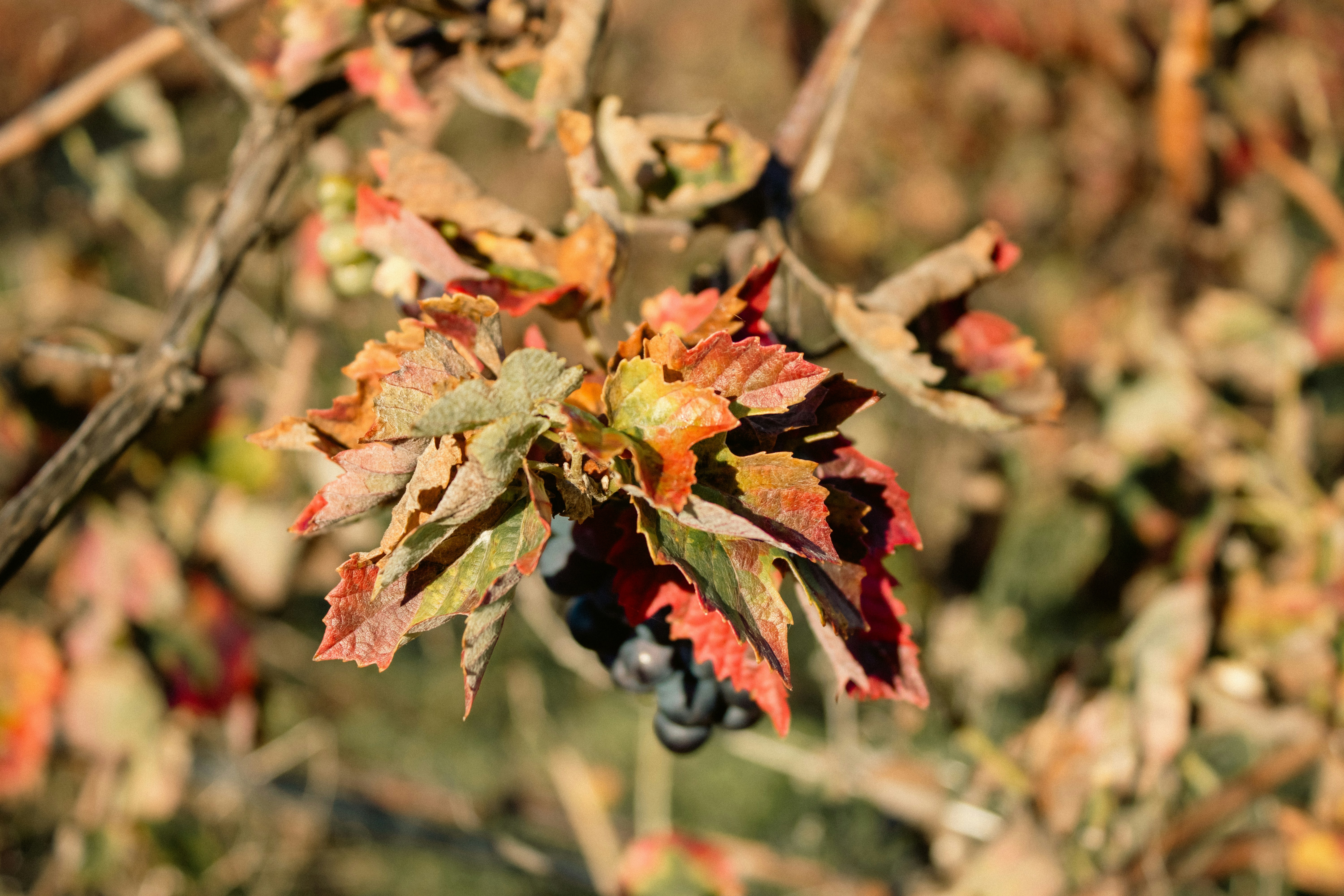Autumn's Embrace on Vine Leaves