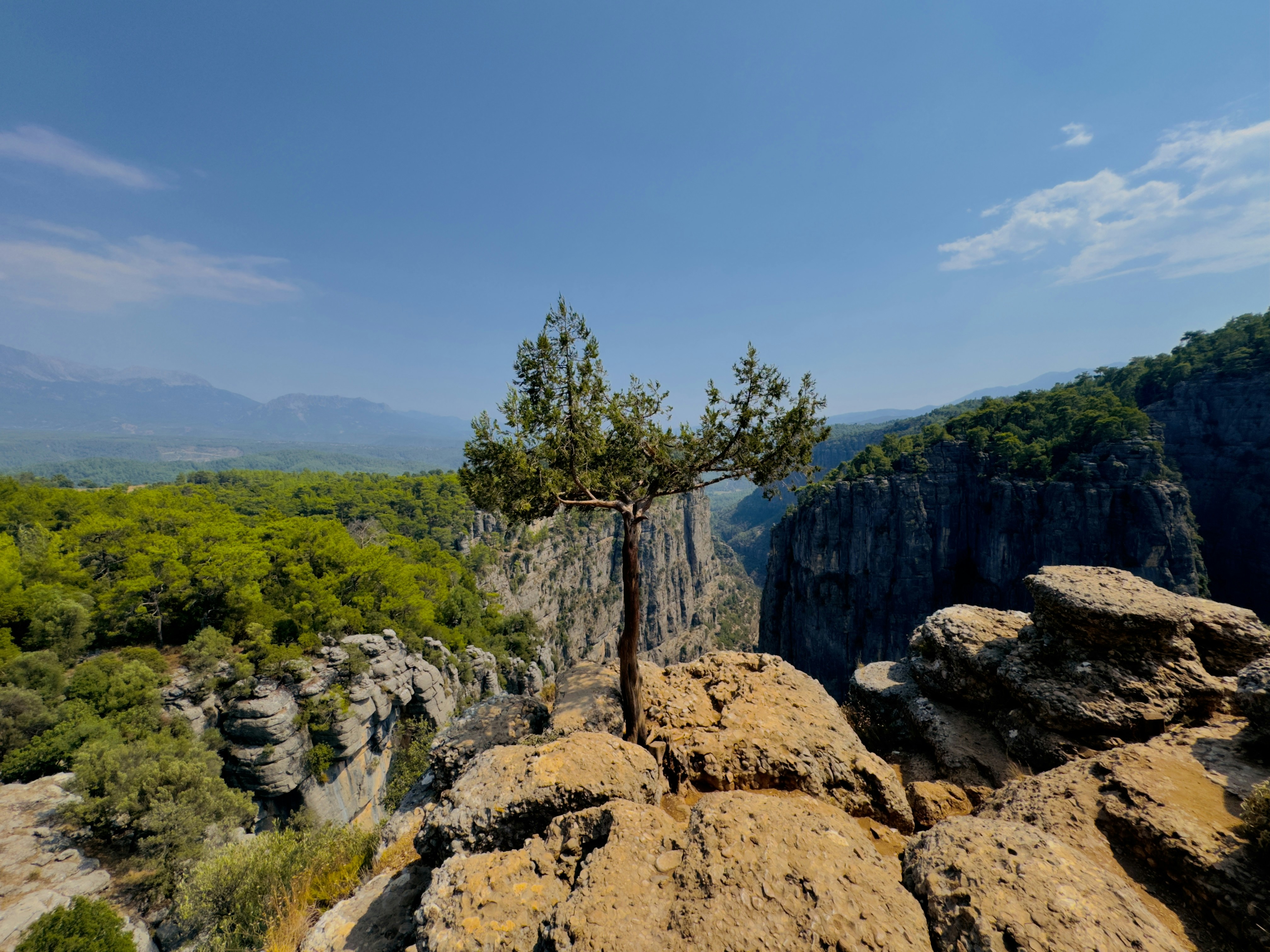 Solitary Pine on the Edge of Serenity