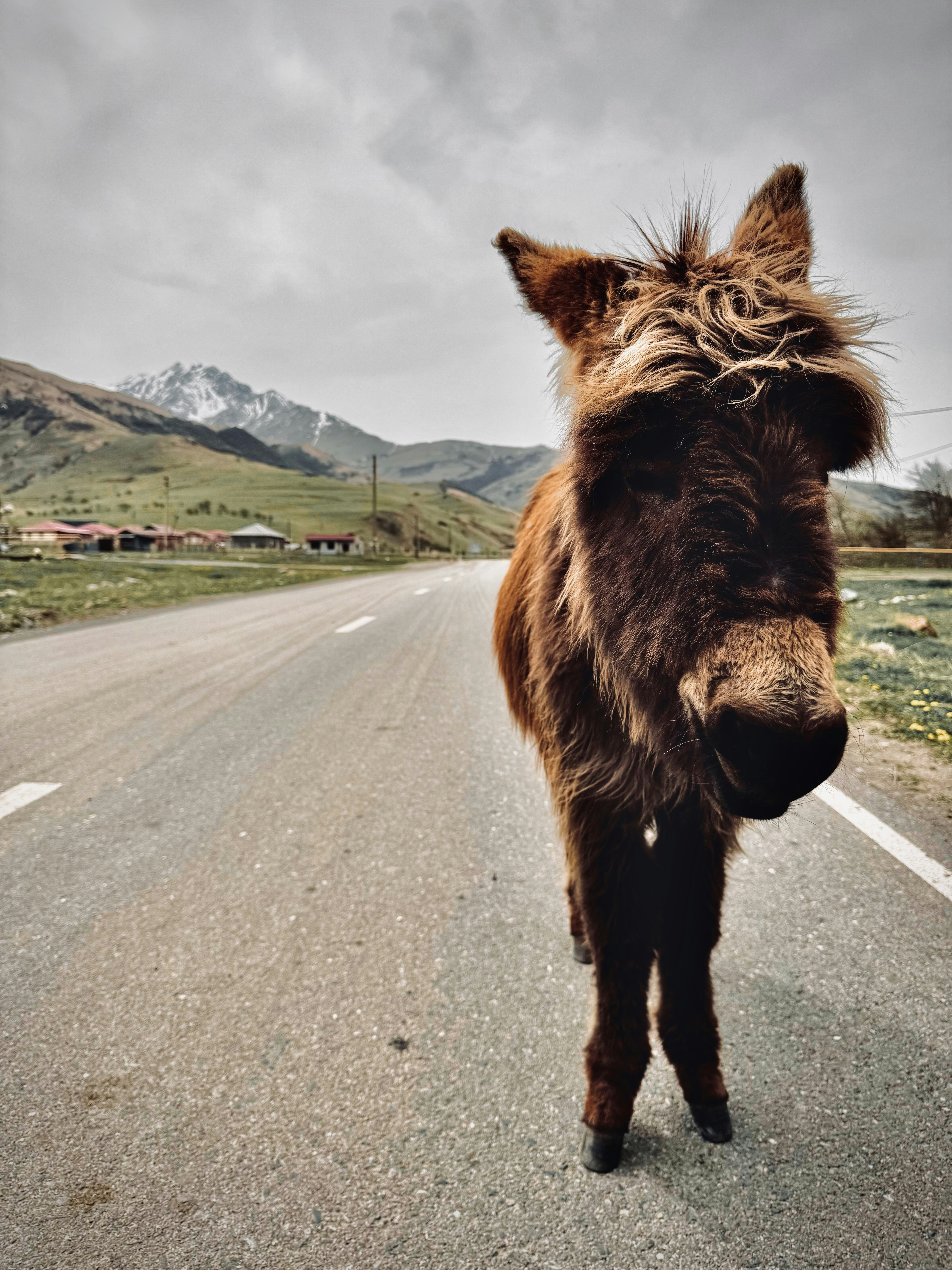 On the Edge of the Road: A Mountain Donkey Faces the Lens