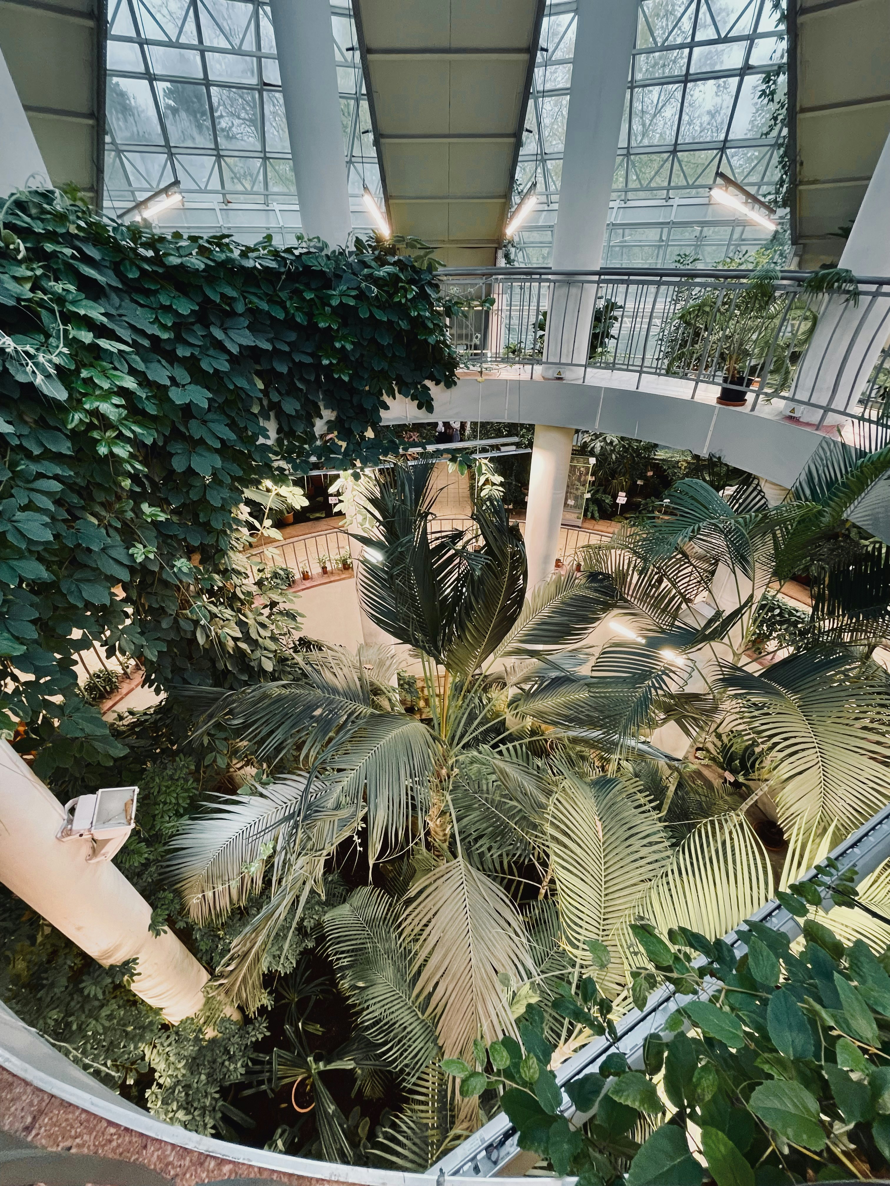 Green Cathedral Beneath a Glass Roof: Atrium with Palm Canopy