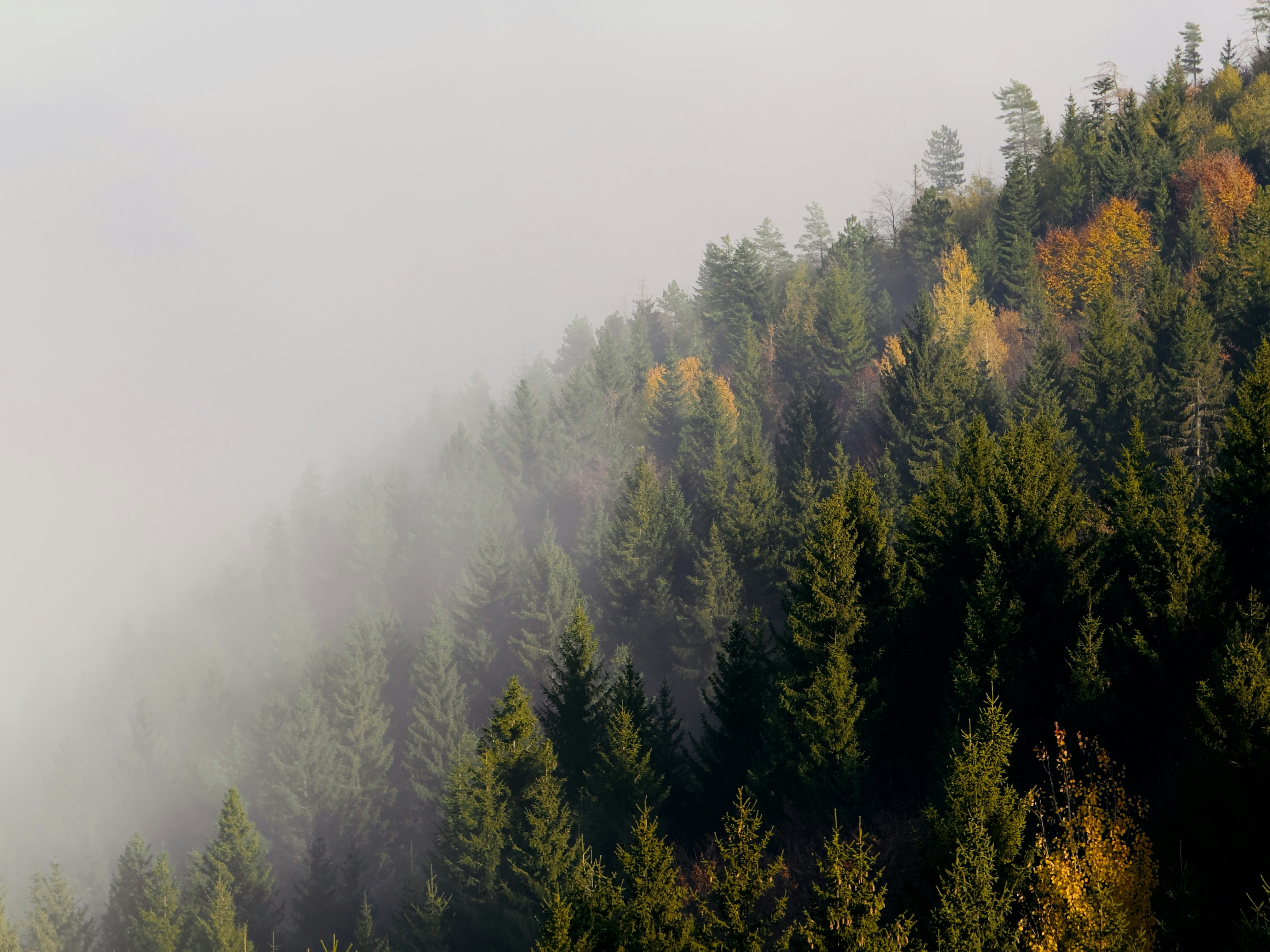 Evergreen trees cloaked in morning mist with hints of autumn foliage.