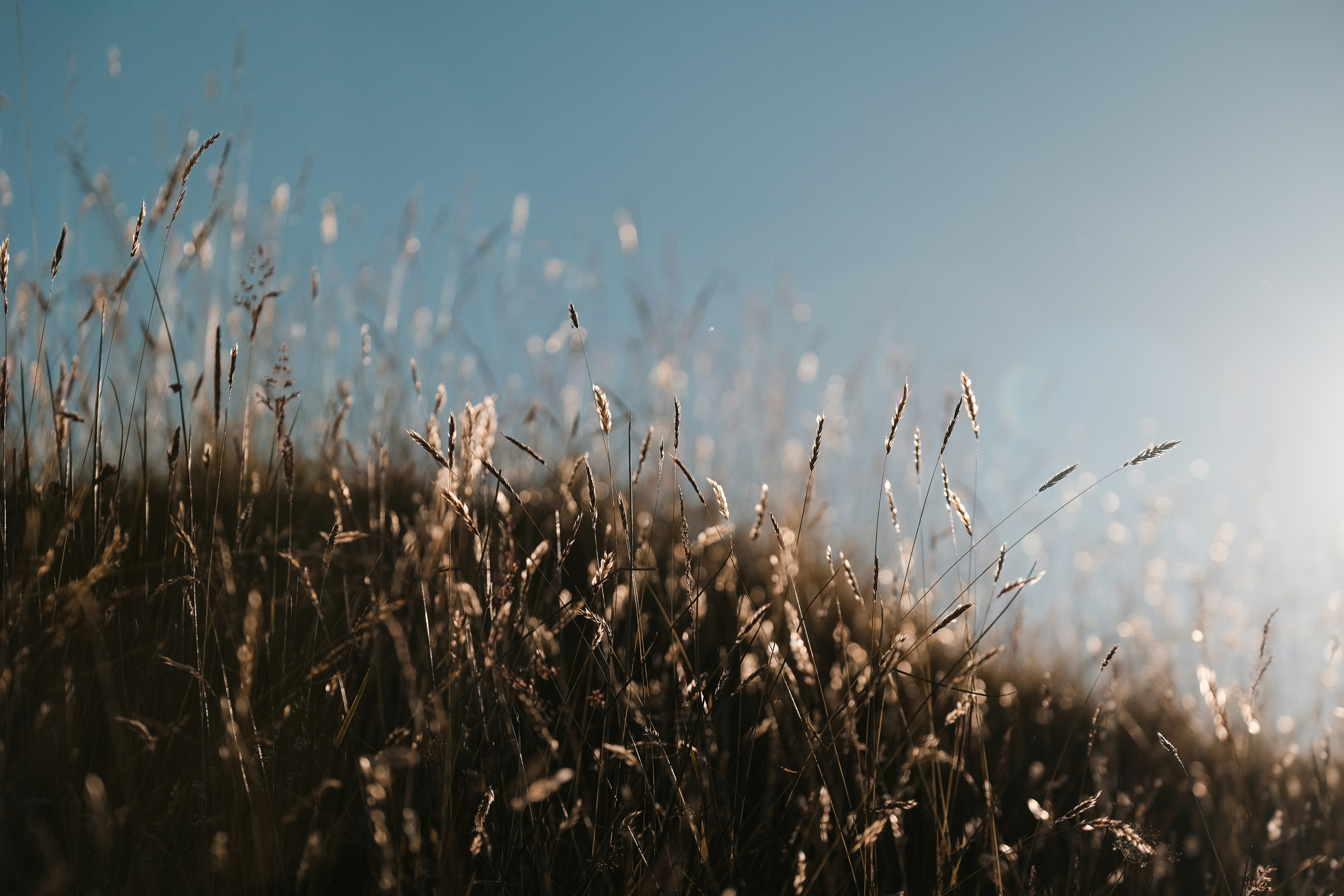 Sunlit tall grasses swaying against a clear blue sky.