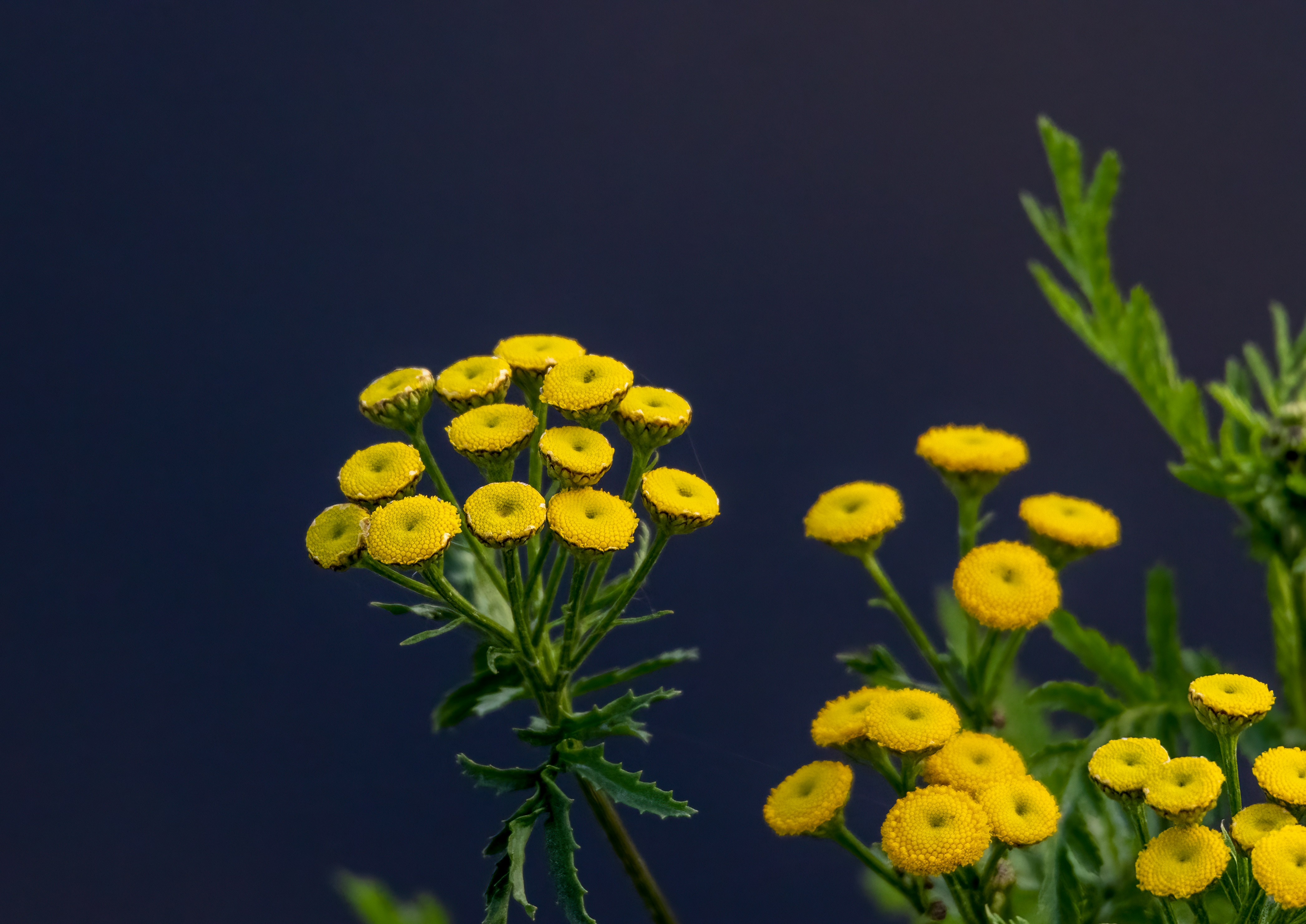 Bright yellow tansy flowers with green foliage set against a deep blue background.