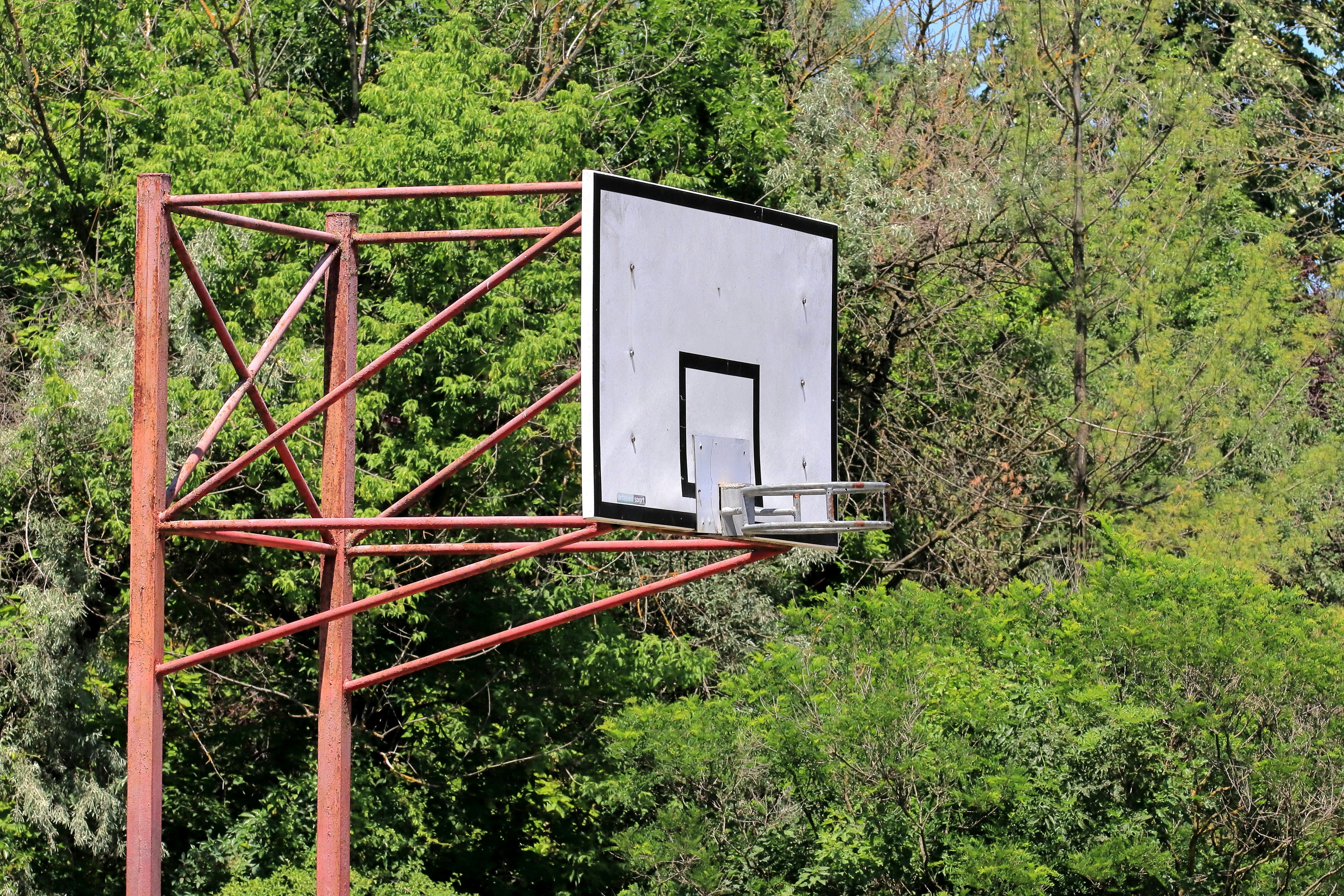 Rusted basketball hoop rising above lush green foliage