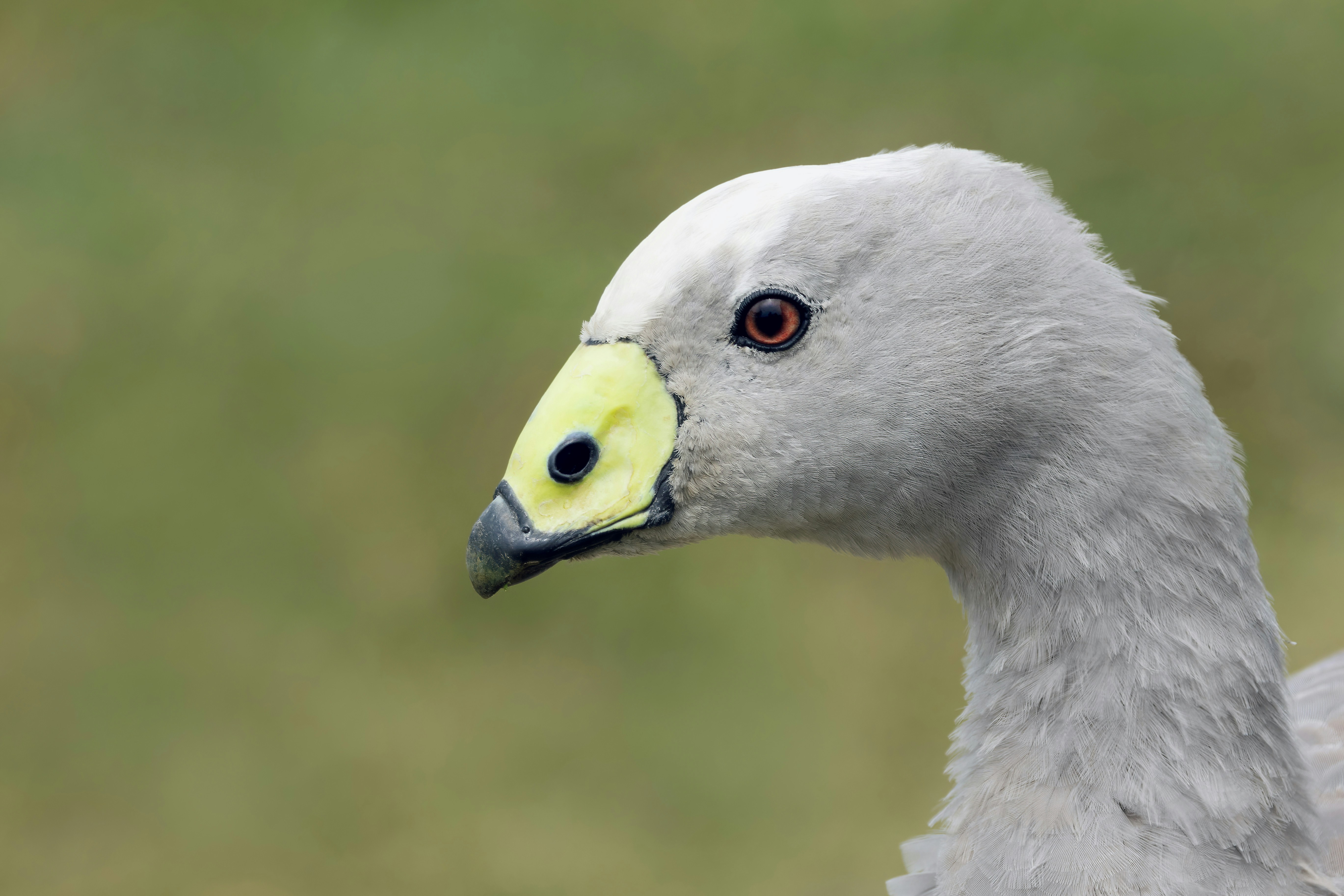 A posing Cape Barren Goose. East Coast Natureworld, Bicheno, Tasmania.