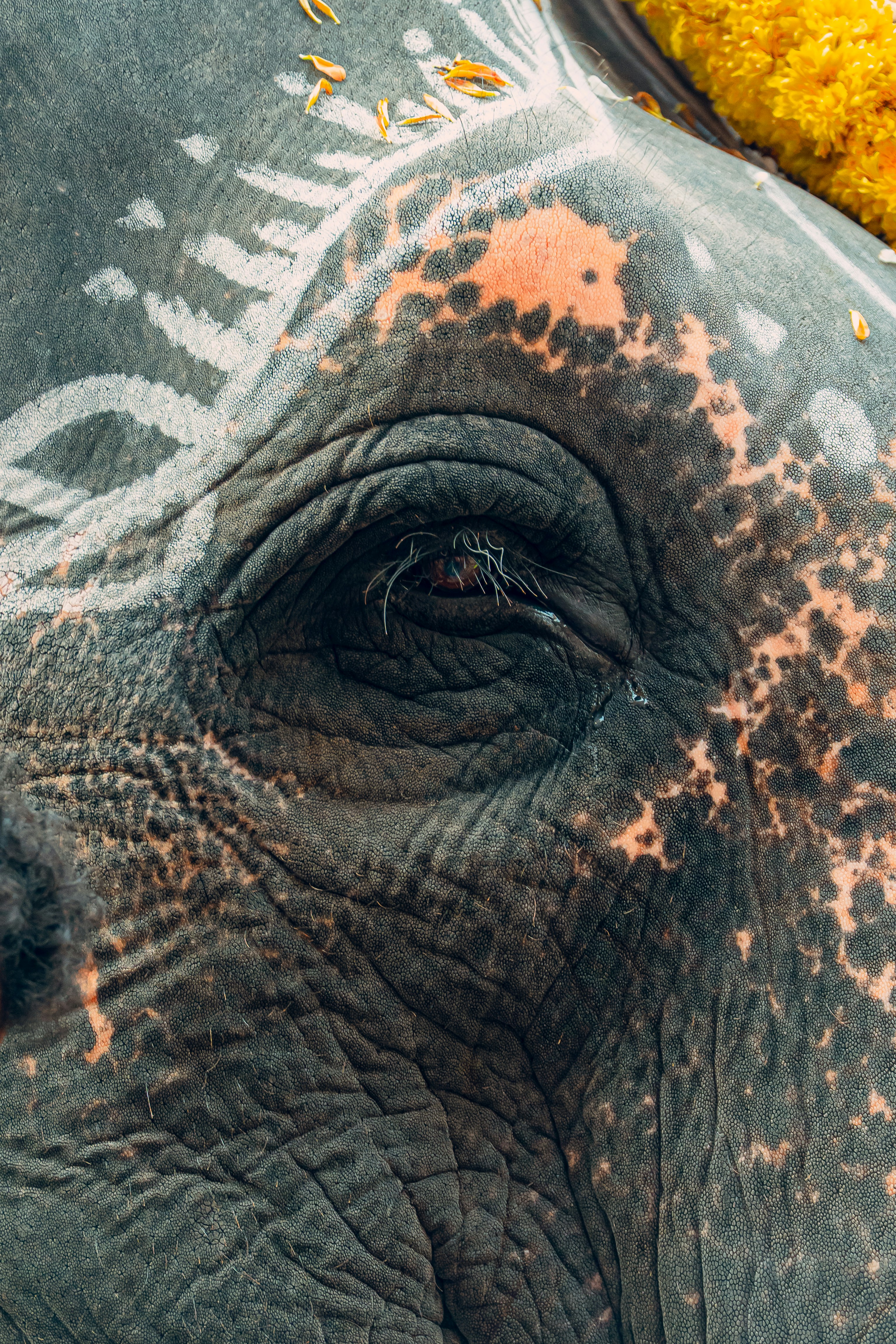 Un primer plano de la cara de un elefante con flores amarillas foto ...