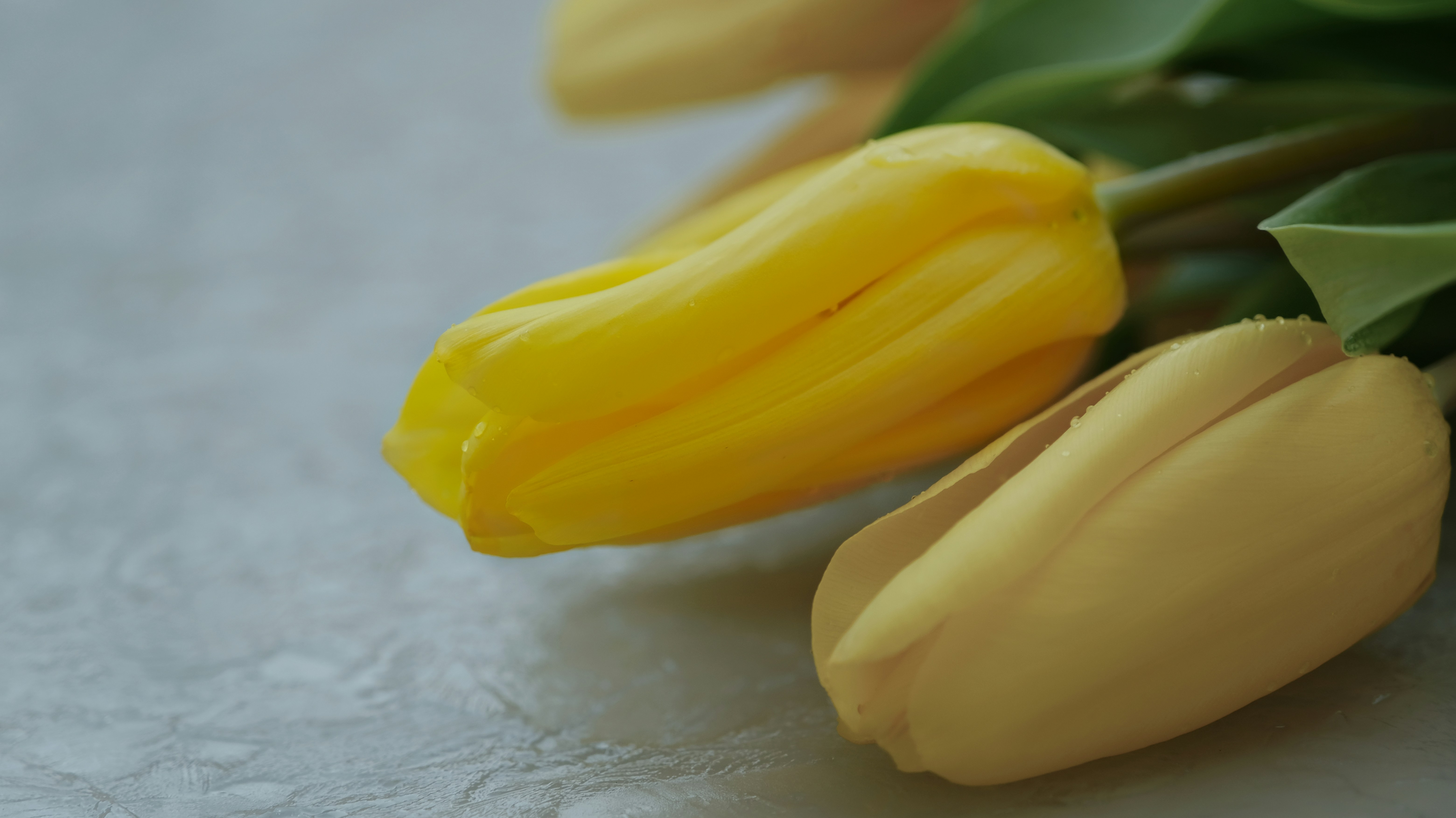 Whisper of Yellow Tulips